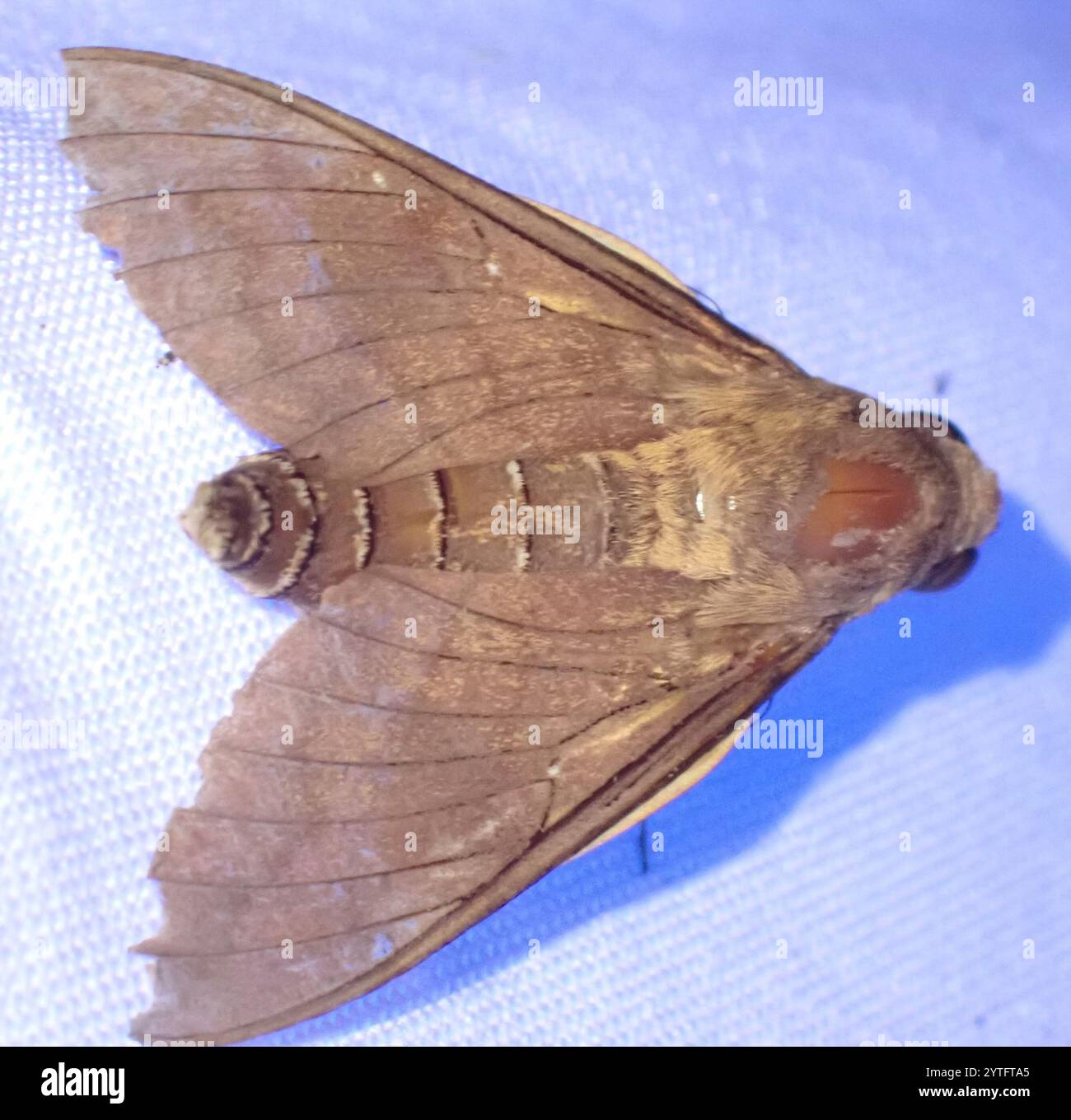 Comma Nephele (Nephele comma Stock Photo - Alamy