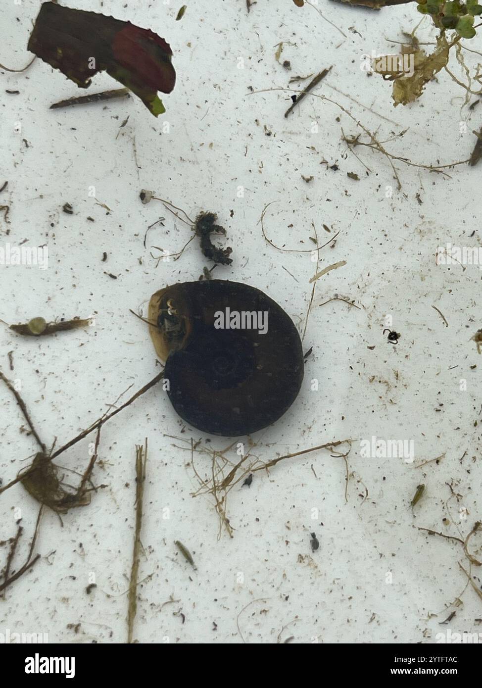 Great Ram's-horn (Planorbarius corneus Stock Photo - Alamy