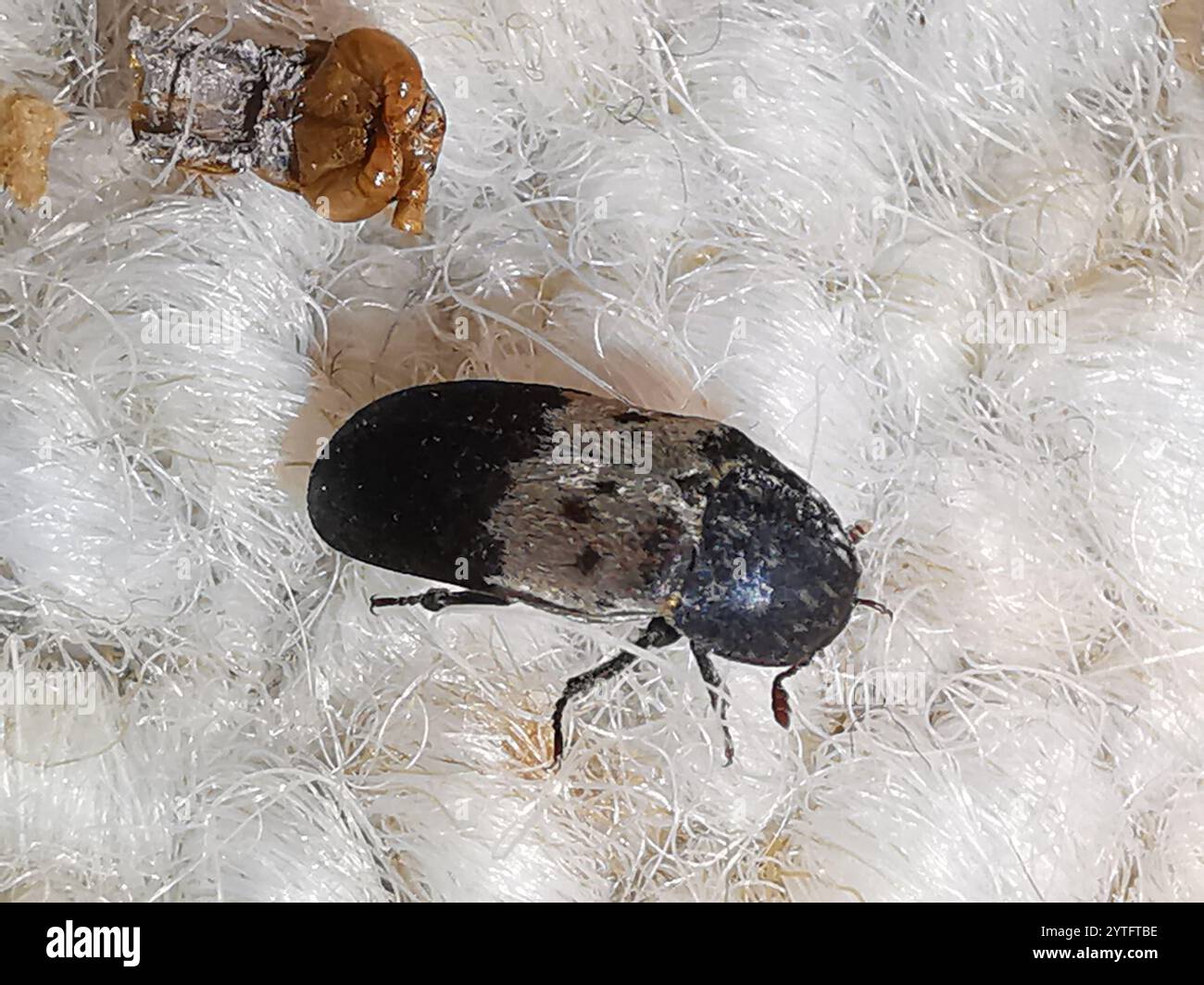 Larder Beetle (Dermestes lardarius Stock Photo - Alamy