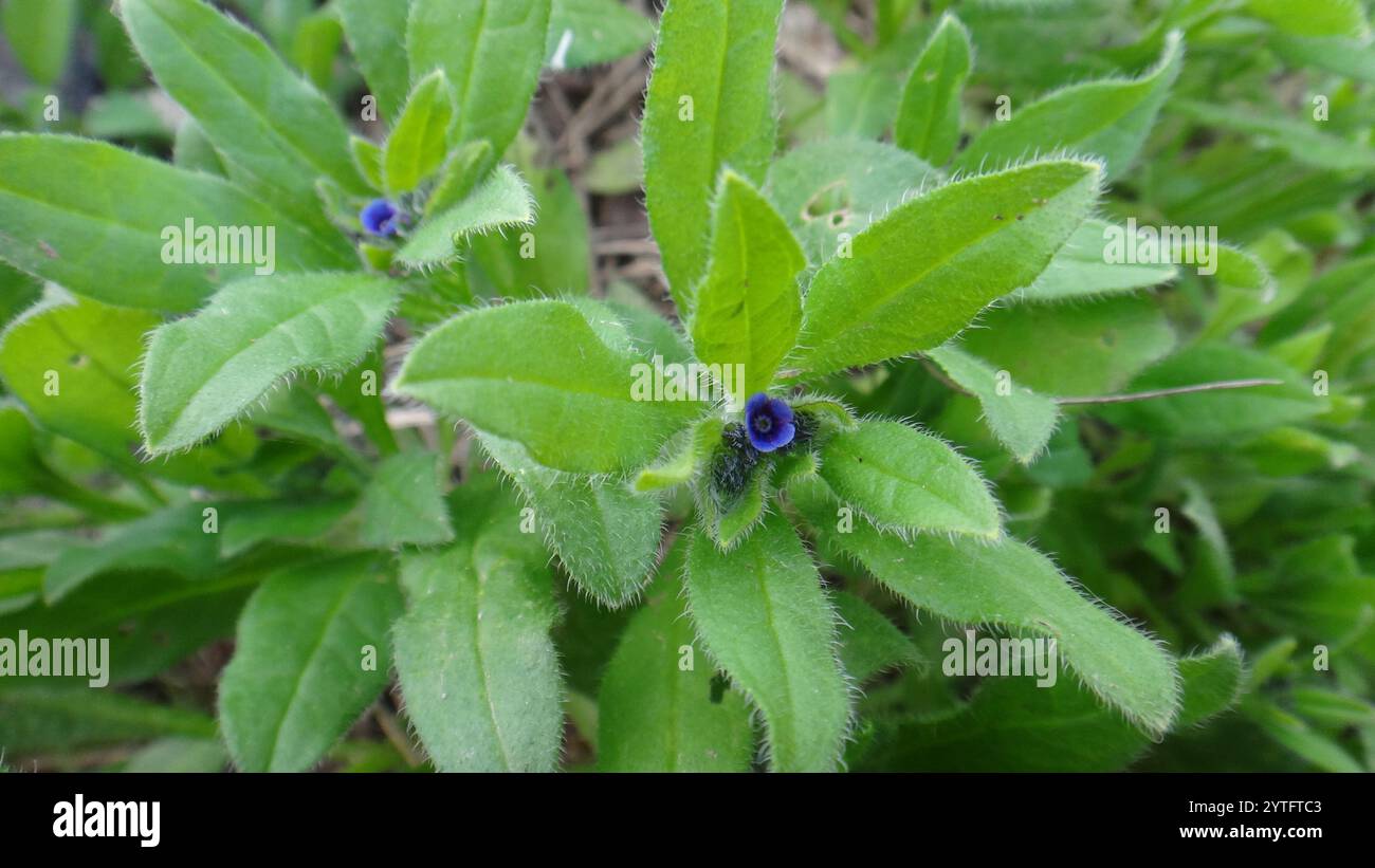 Asperugo procumbens hi-res stock photography and images - Alamy