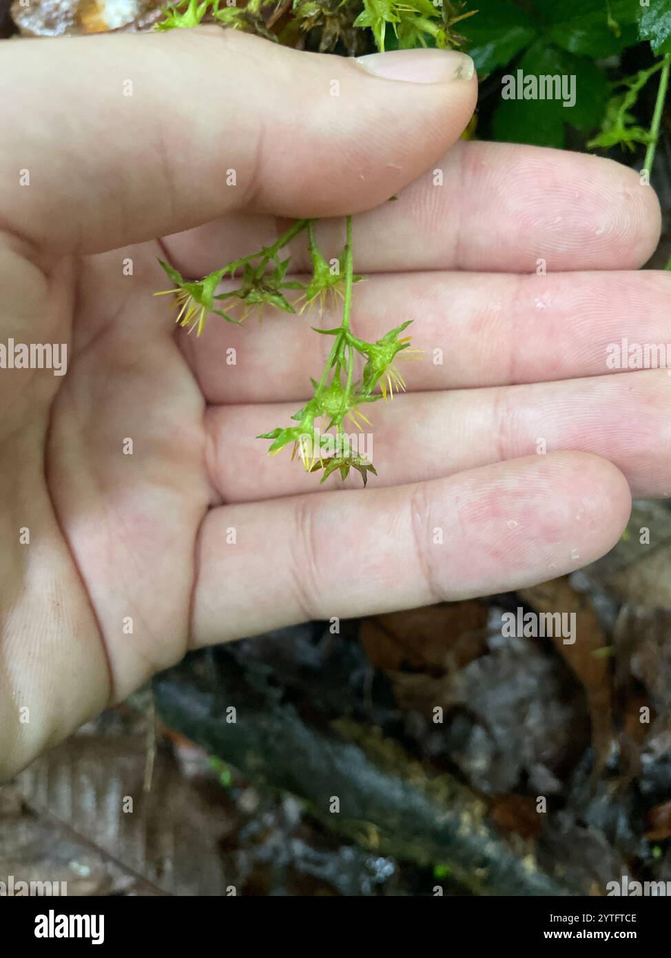 Fragarioides hi-res stock photography and images - Alamy