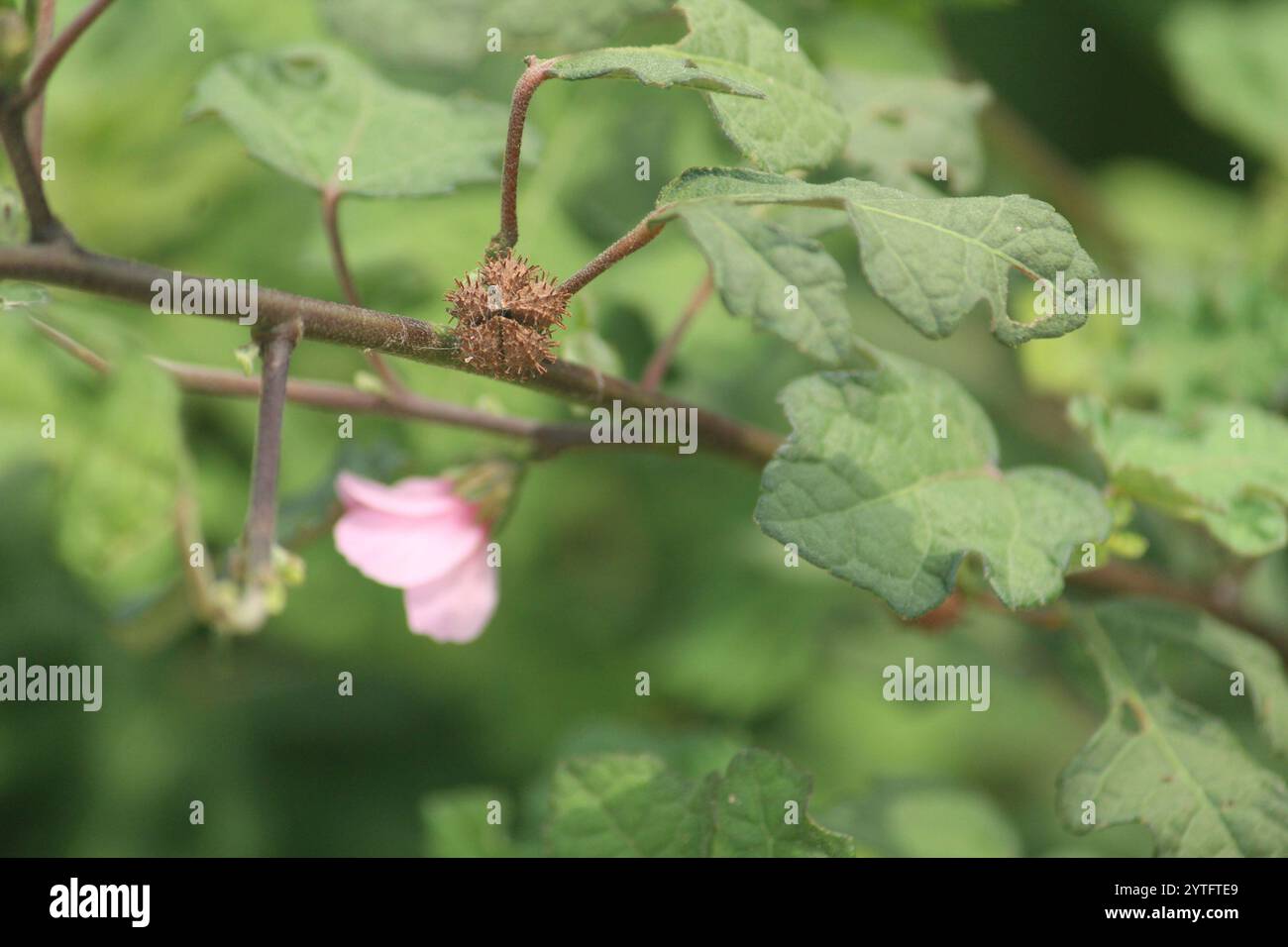 Caesar weed (Urena lobata Stock Photo - Alamy