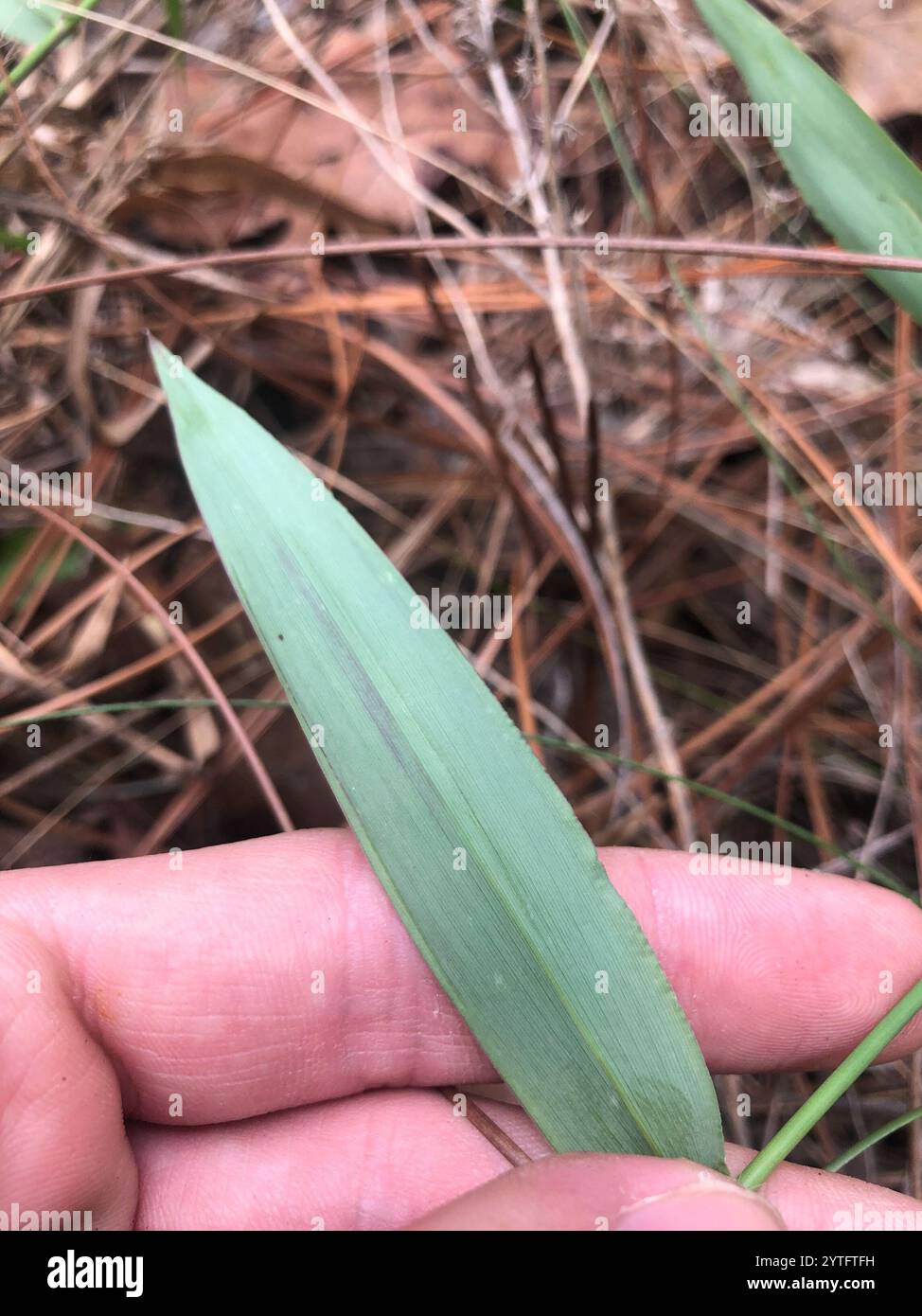 Variable Witchgrass (Dichanthelium commutatum commutatum Stock Photo ...