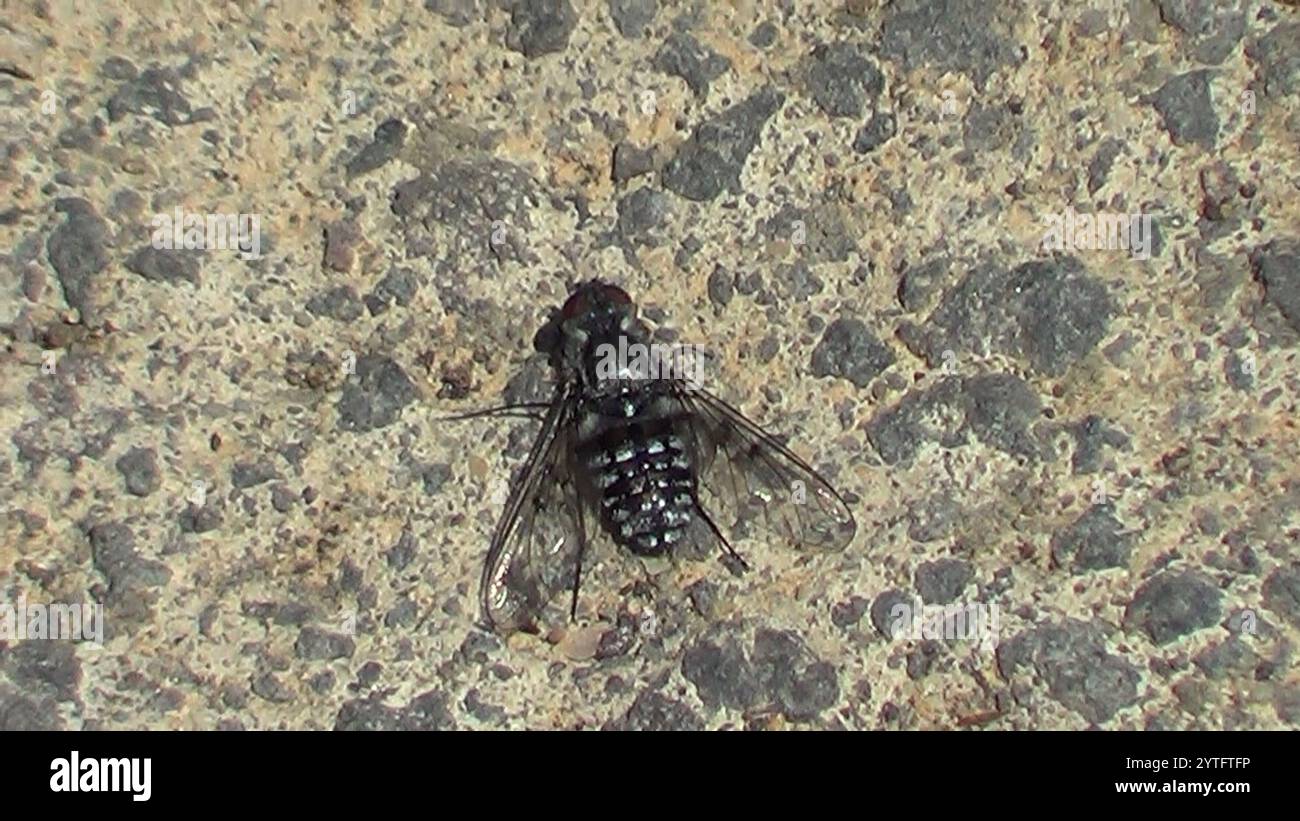 Bee Flies (Bombyliidae Stock Photo - Alamy