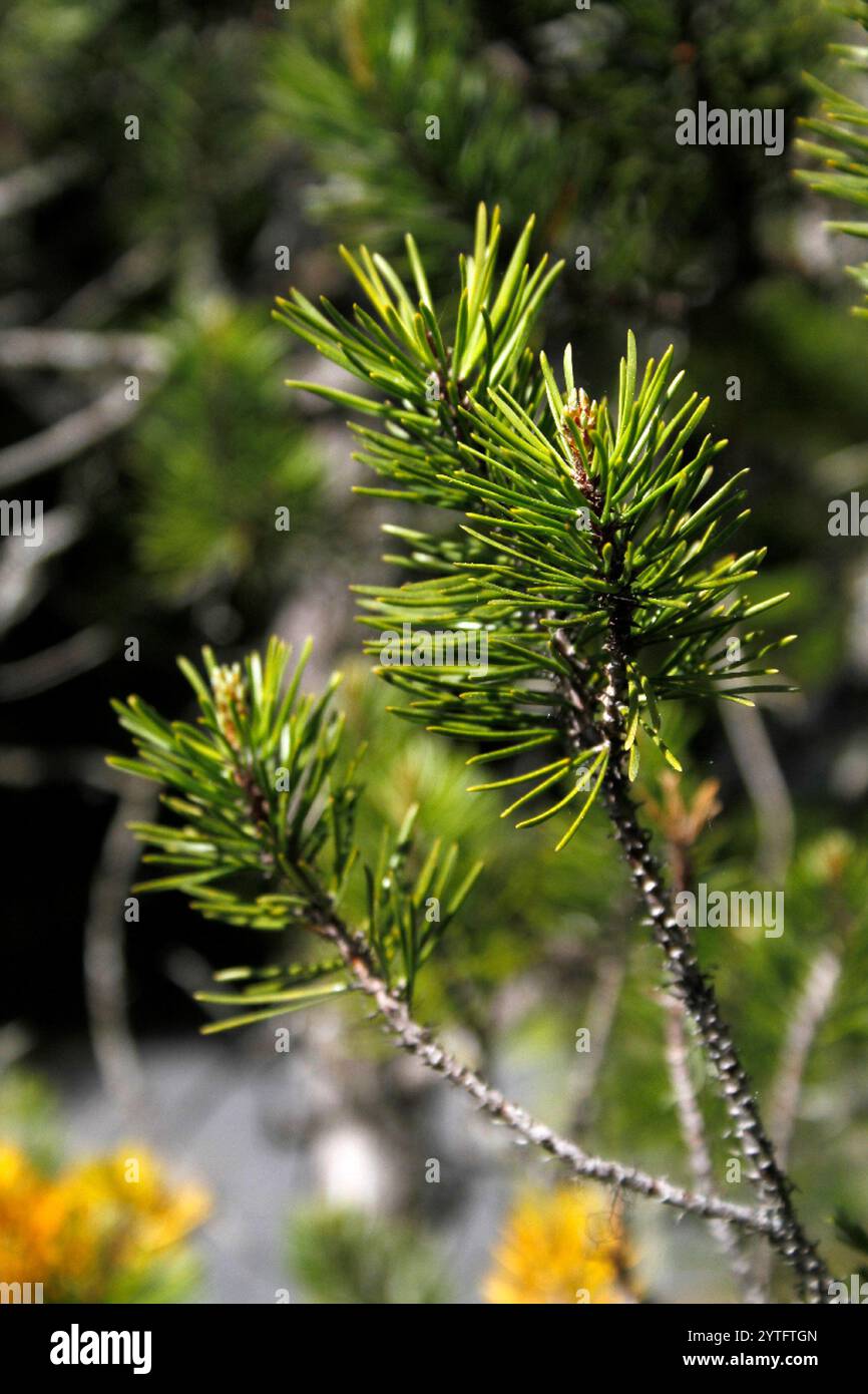 Shore Pine (Pinus contorta contorta Stock Photo - Alamy
