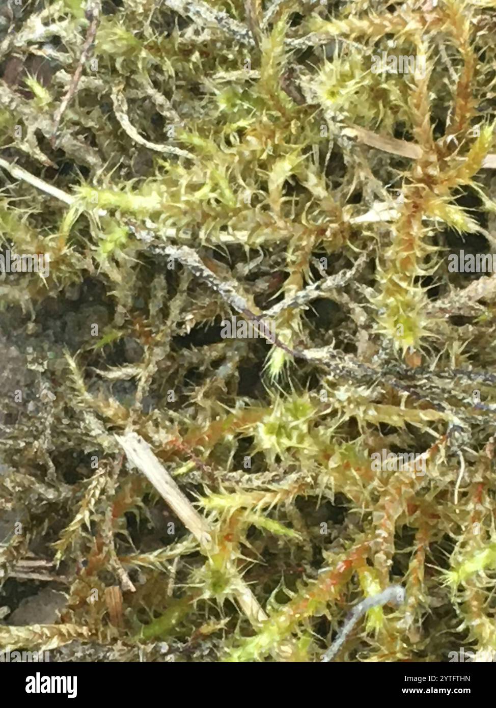 goose neck moss (Rhytidiadelphus Stock Photo - Alamy