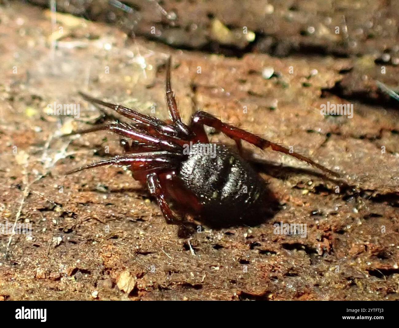 Comb-footed Spiders (Theridiidae Stock Photo - Alamy
