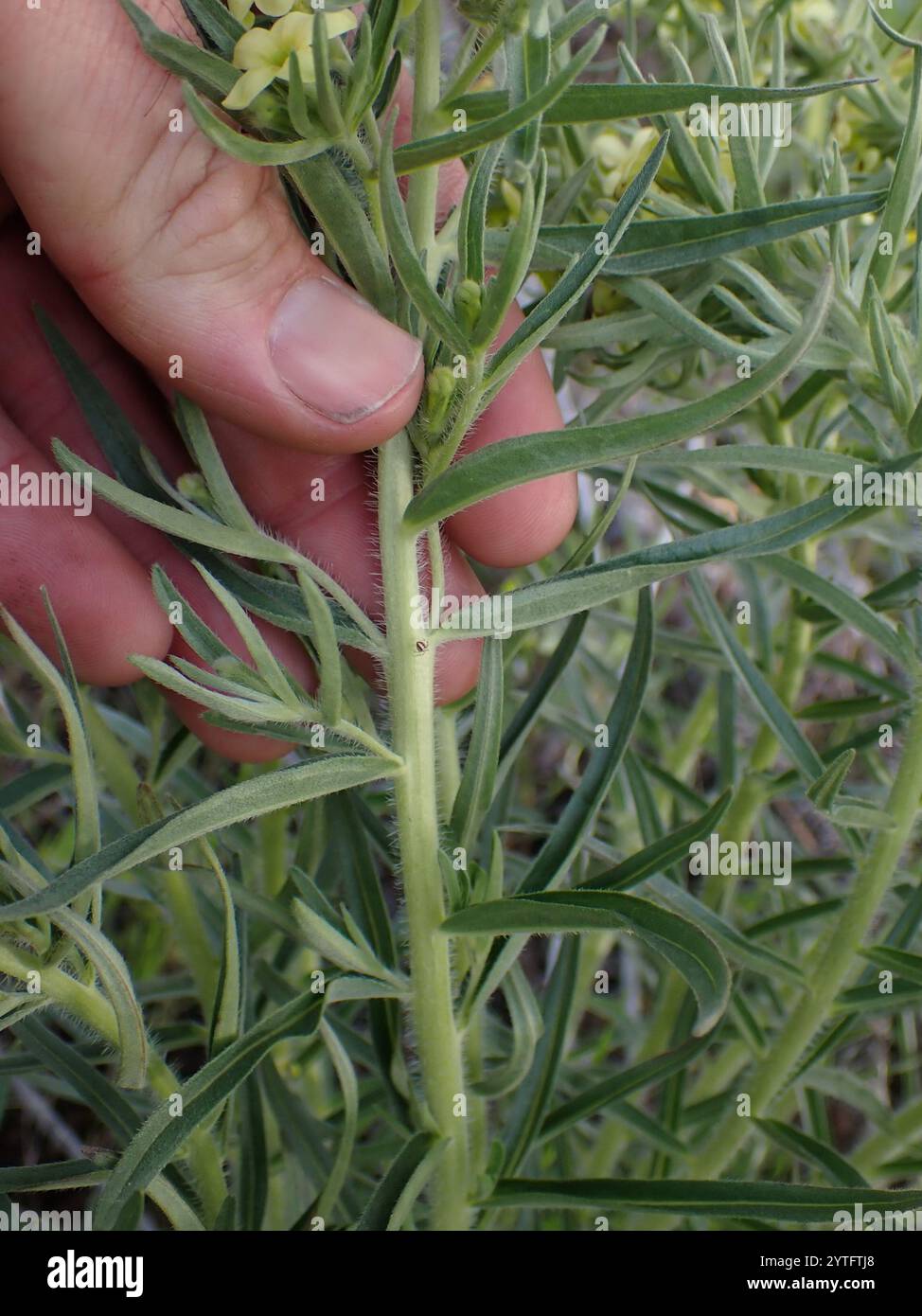 stoneseeds, puccoons, and gromwells (Lithospermum Stock Photo - Alamy