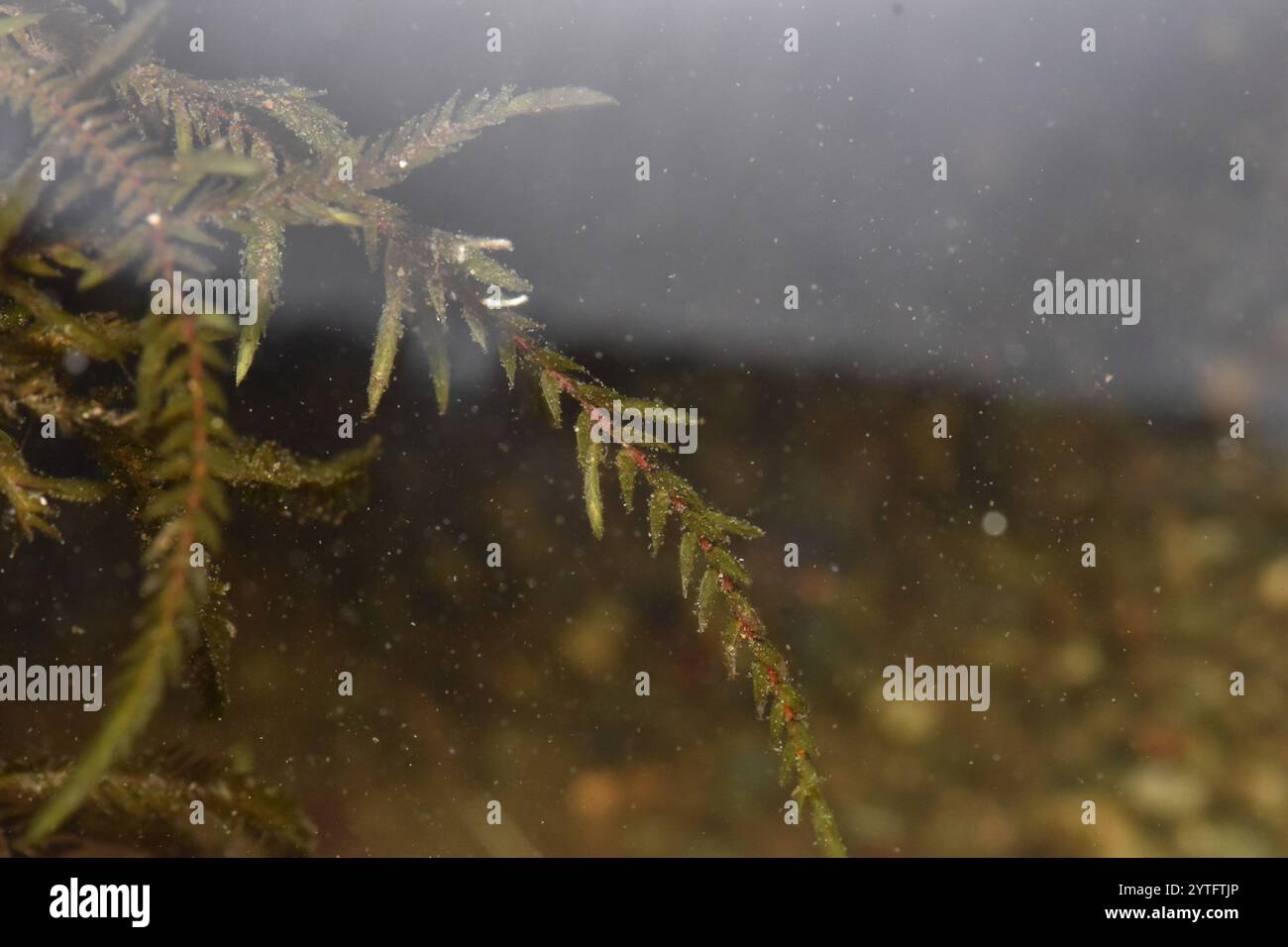 Fontinalis antipyretica willow moss hi-res stock photography and images ...