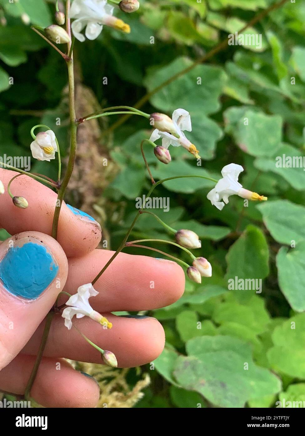 White Inside-out Flower (Vancouveria hexandra Stock Photo - Alamy
