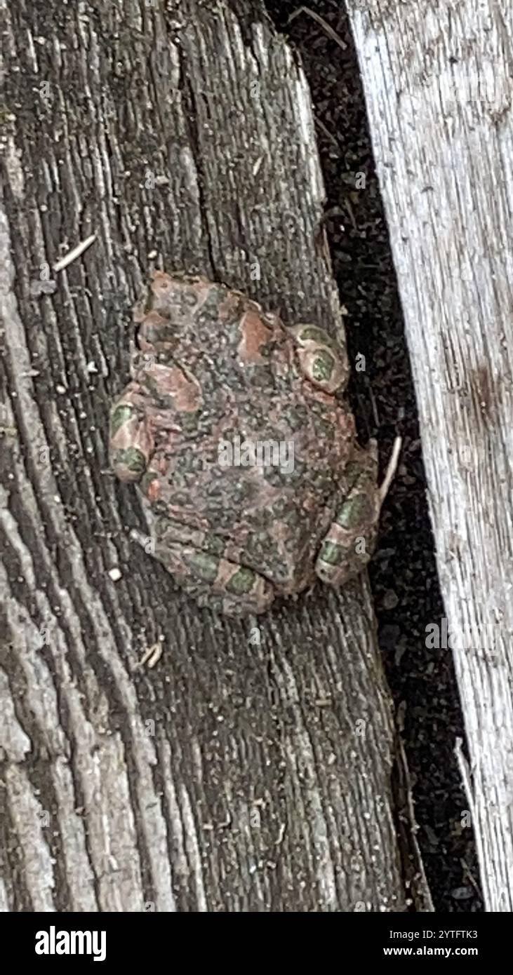 European Green Toad (Bufotes viridis viridis Stock Photo - Alamy