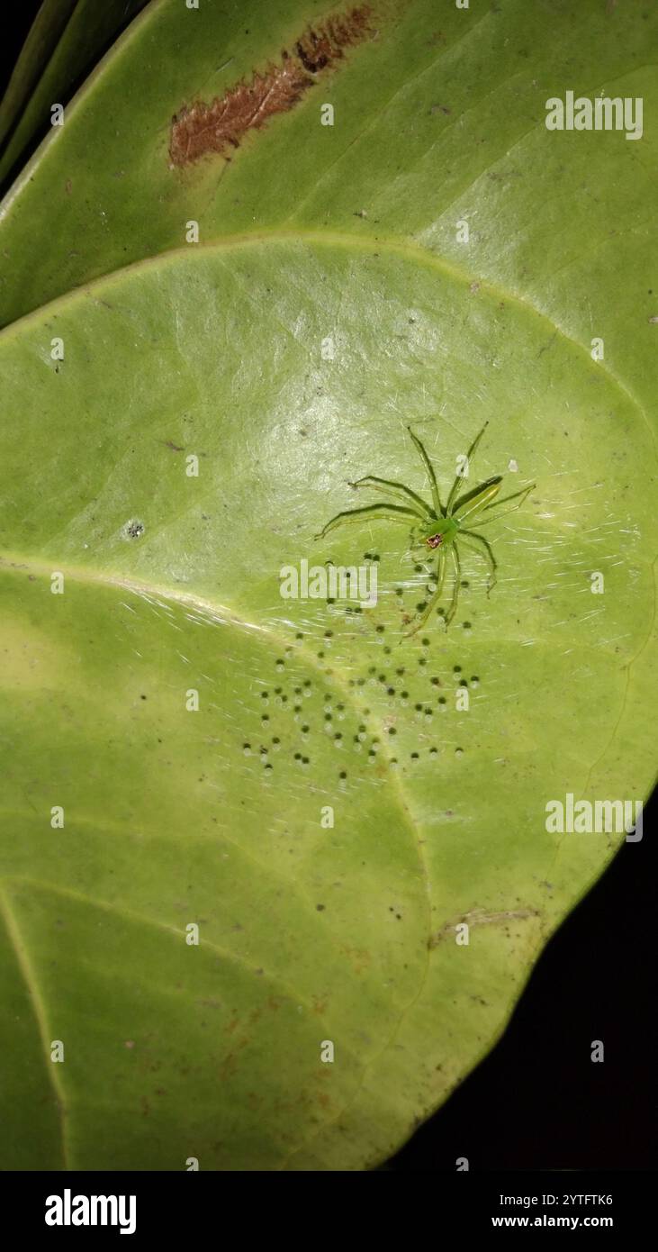 Translucent Green Jumping Spiders (Lyssomanes Stock Photo - Alamy