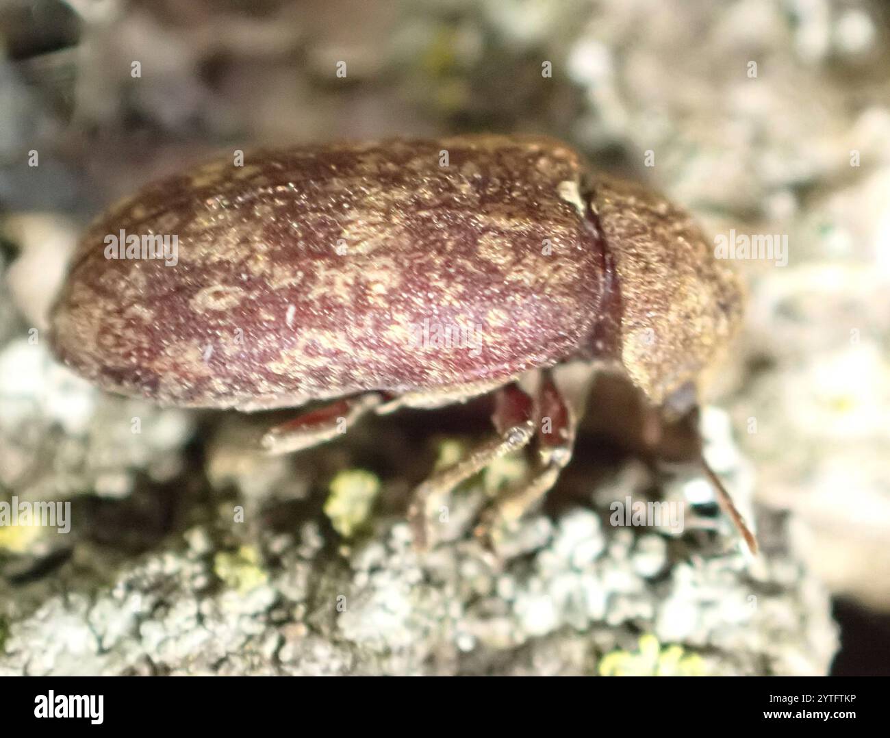Deathwatch beetle hi-res stock photography and images - Alamy