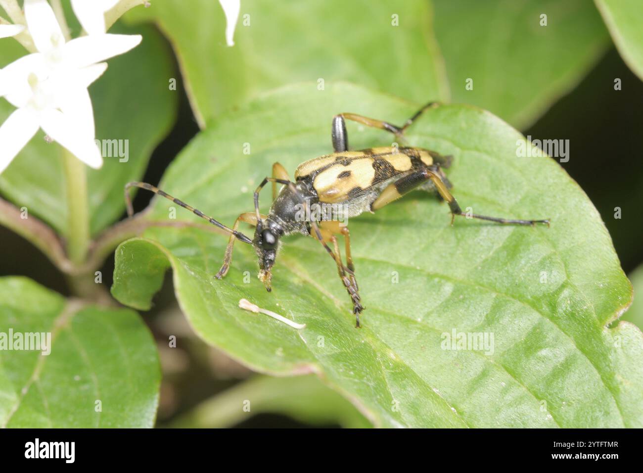 Spotted Longhorn Beetle (Rutpela maculata Stock Photo - Alamy