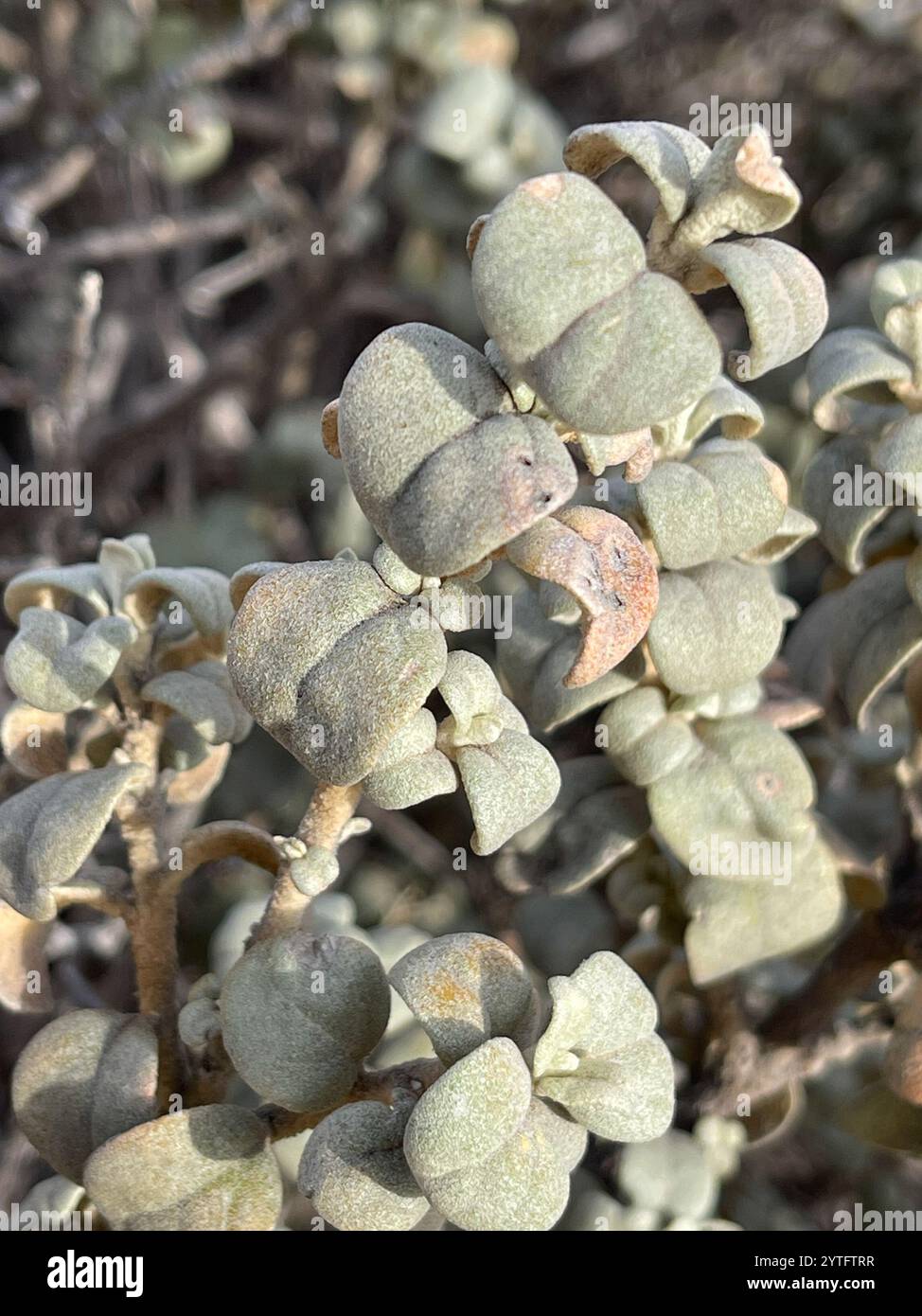 Roundleaf buffaloberry (Shepherdia rotundifolia Stock Photo - Alamy