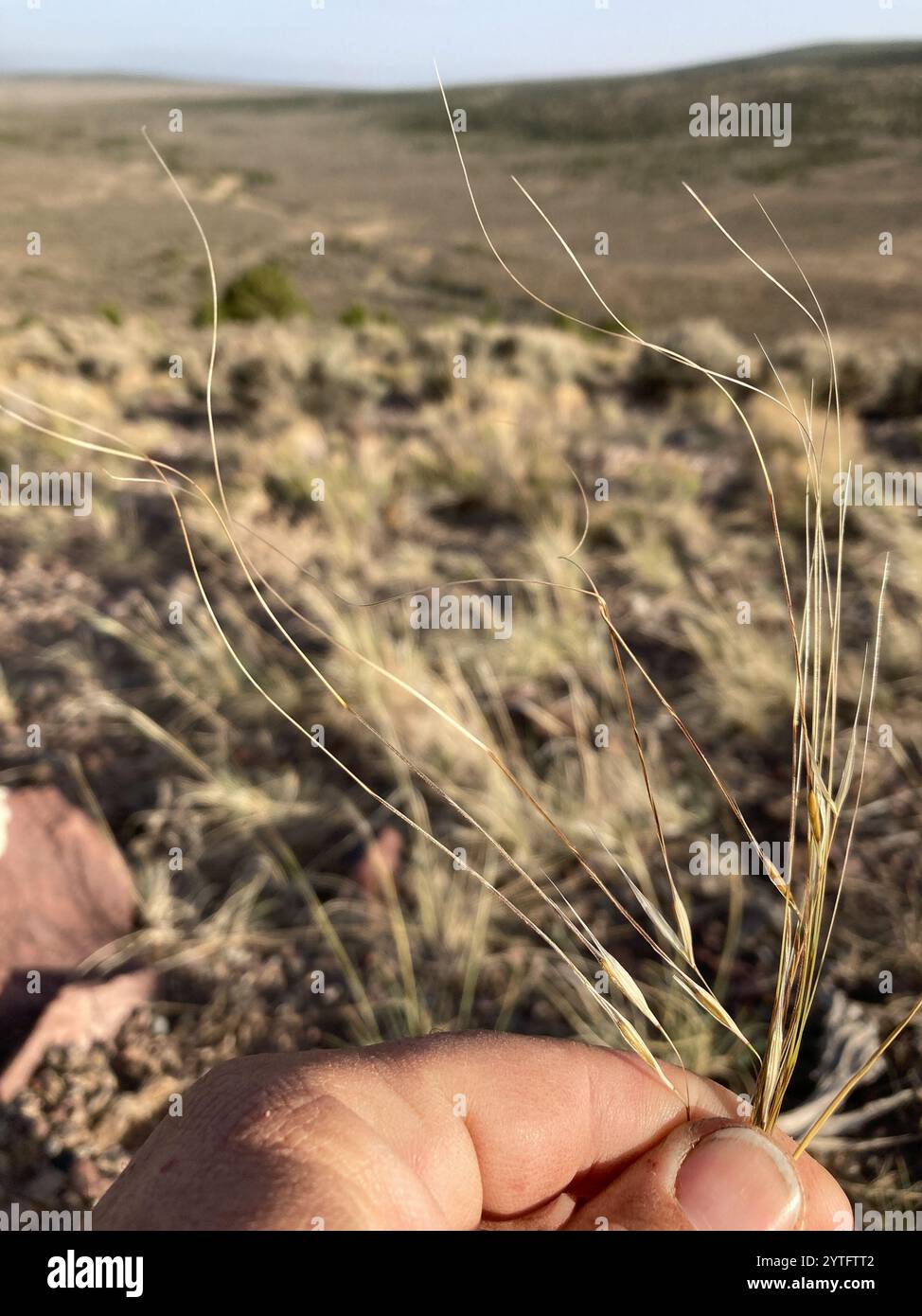Needle-and-thread Grass (Hesperostipa comata Stock Photo - Alamy