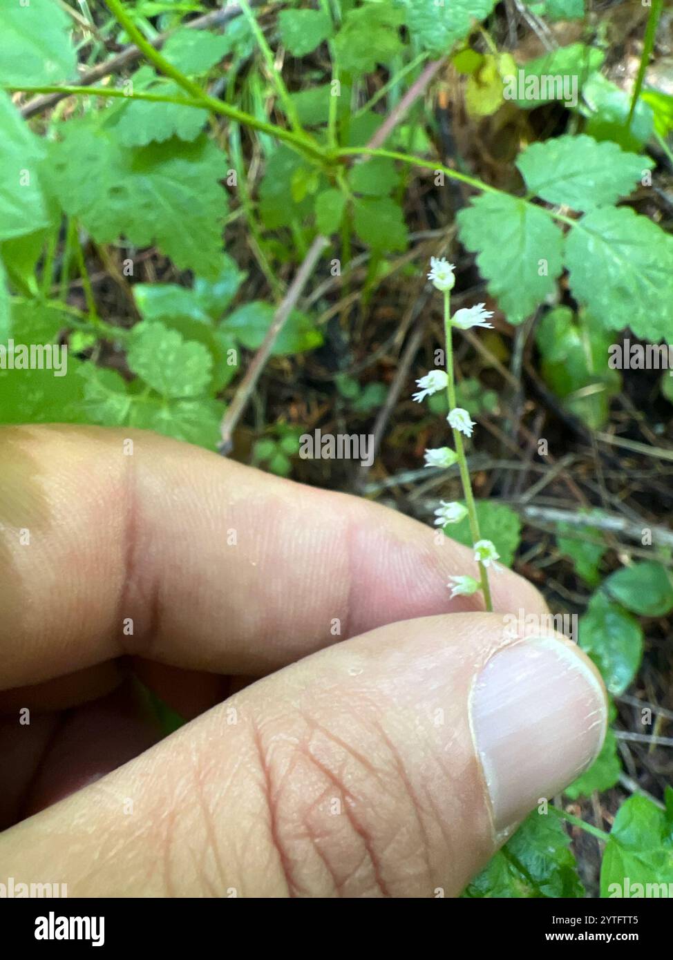 Three-toothed Mitrewort (Ozomelis trifida Stock Photo - Alamy