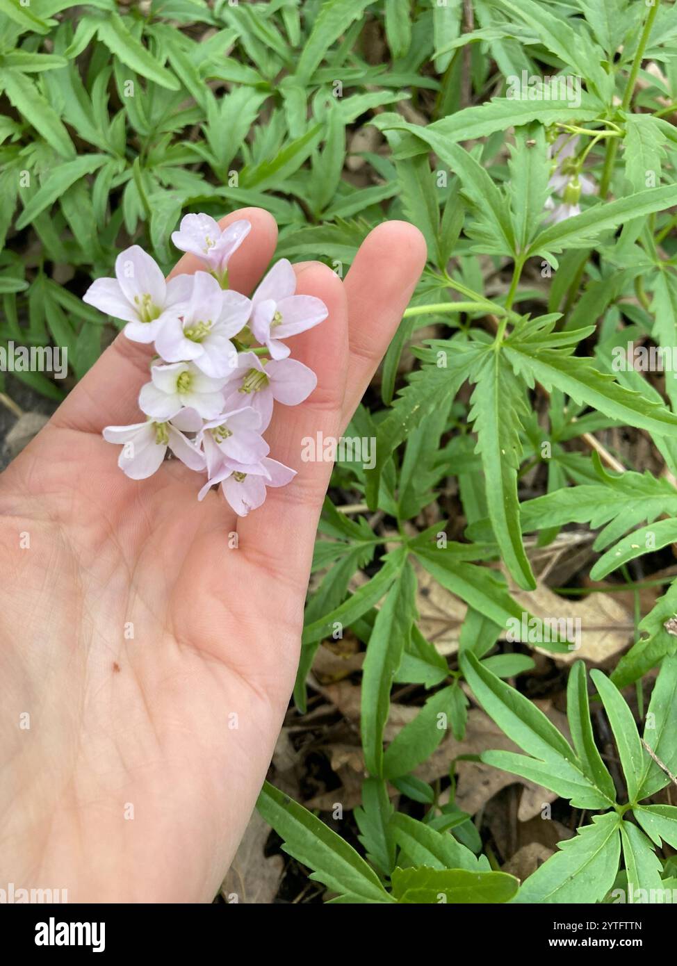 cut-leaved toothwort (Cardamine concatenata Stock Photo - Alamy