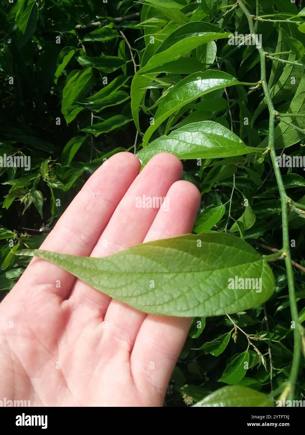 sugar hackberry (Celtis laevigata Stock Photo - Alamy