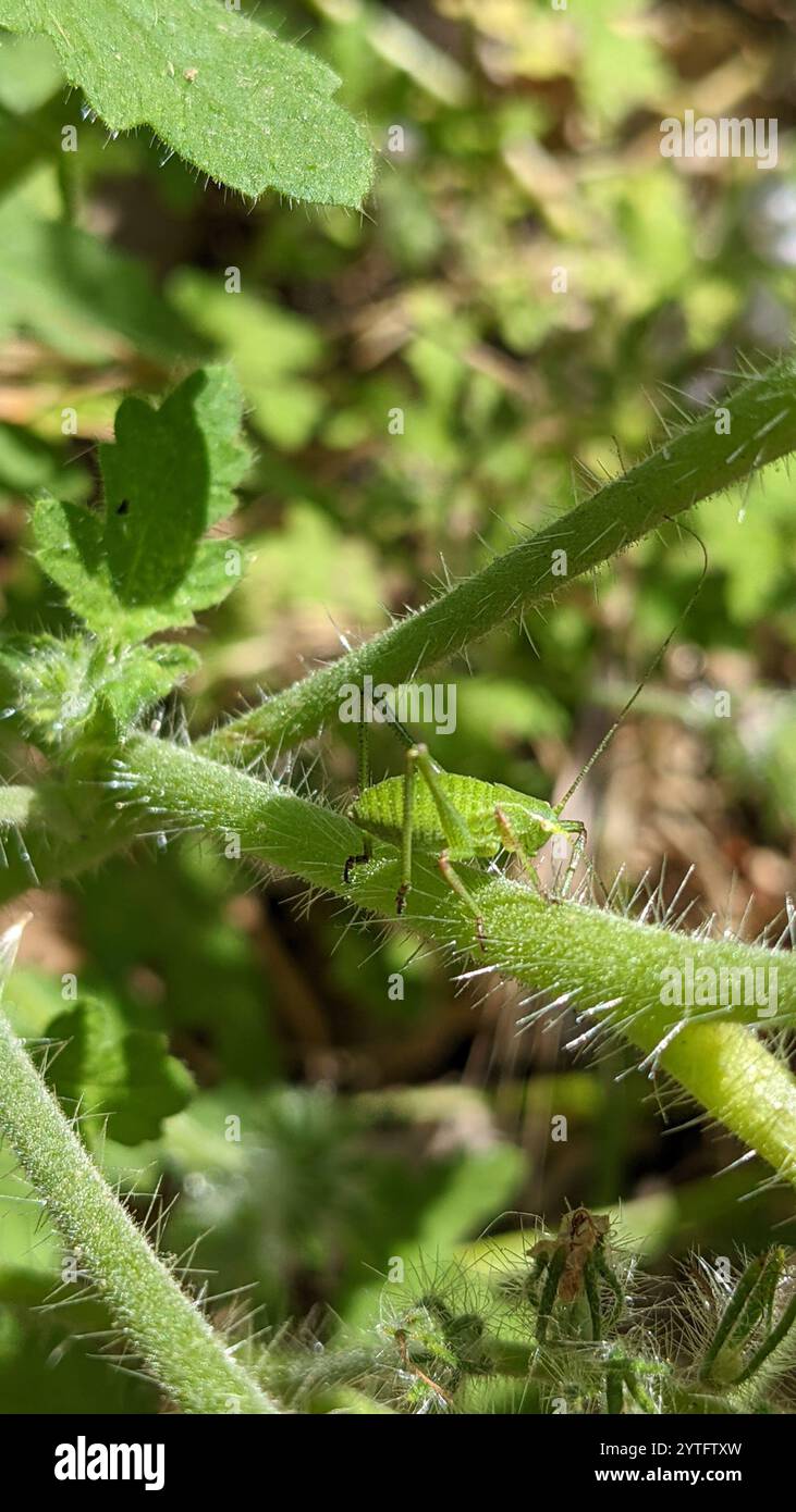 California Chaparral Katydid (Platylyra californica Stock Photo - Alamy