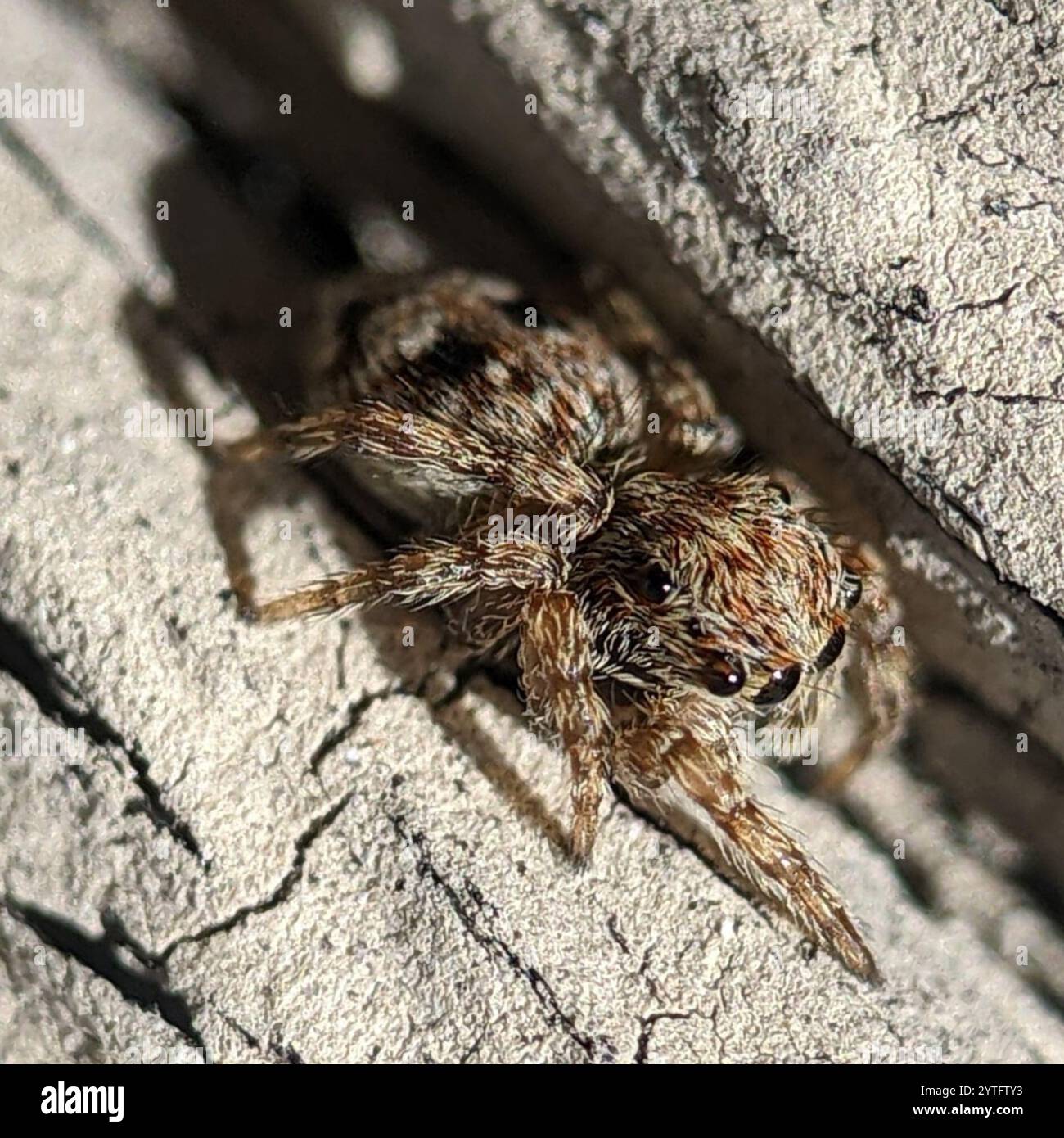 Attulus hi-res stock photography and images - Alamy