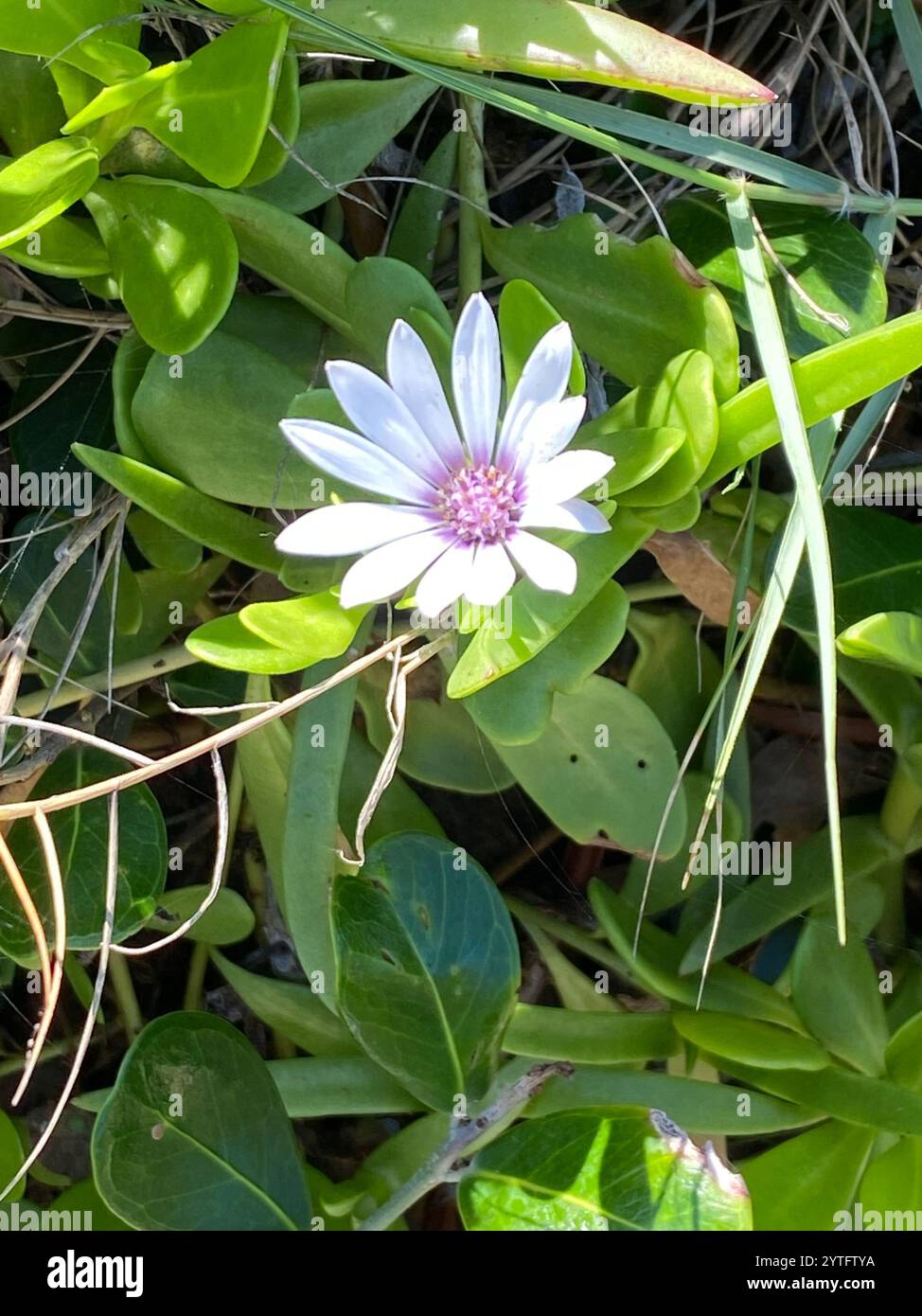 trailing African daisy (Dimorphotheca fruticosa Stock Photo - Alamy