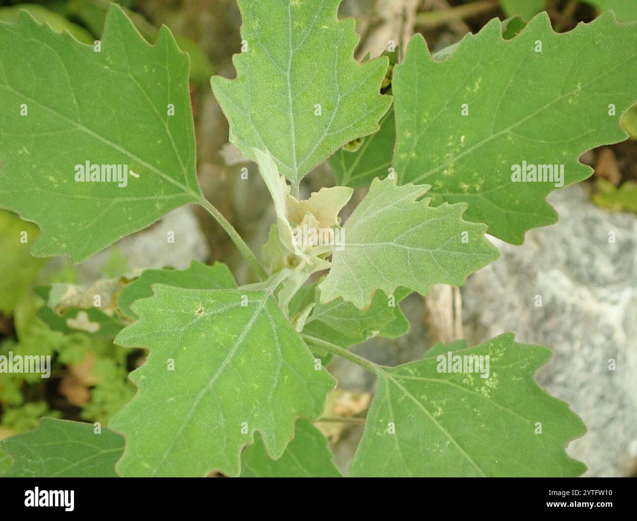 Common Lambsquarters (Chenopodium album Stock Photo - Alamy