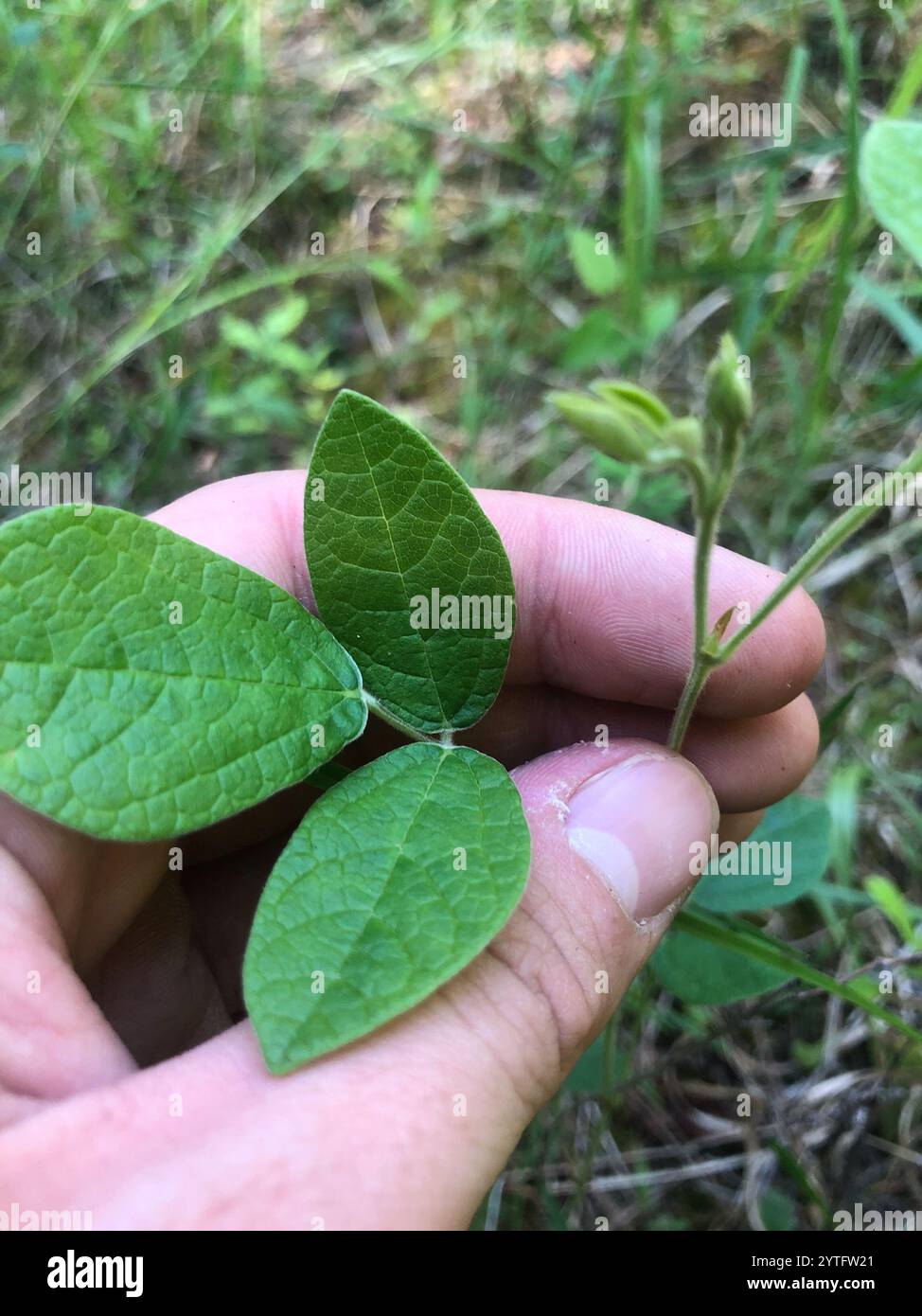 Twining Snoutbean (Rhynchosia tomentosa Stock Photo - Alamy