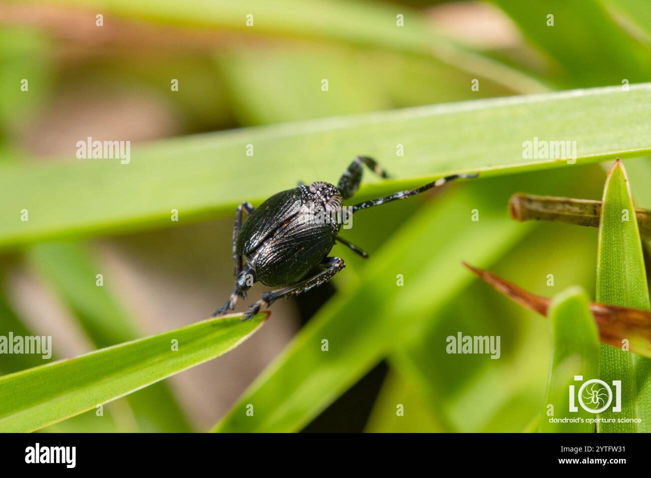 Black Leaf-leg (Phylloscelis atra Stock Photo - Alamy