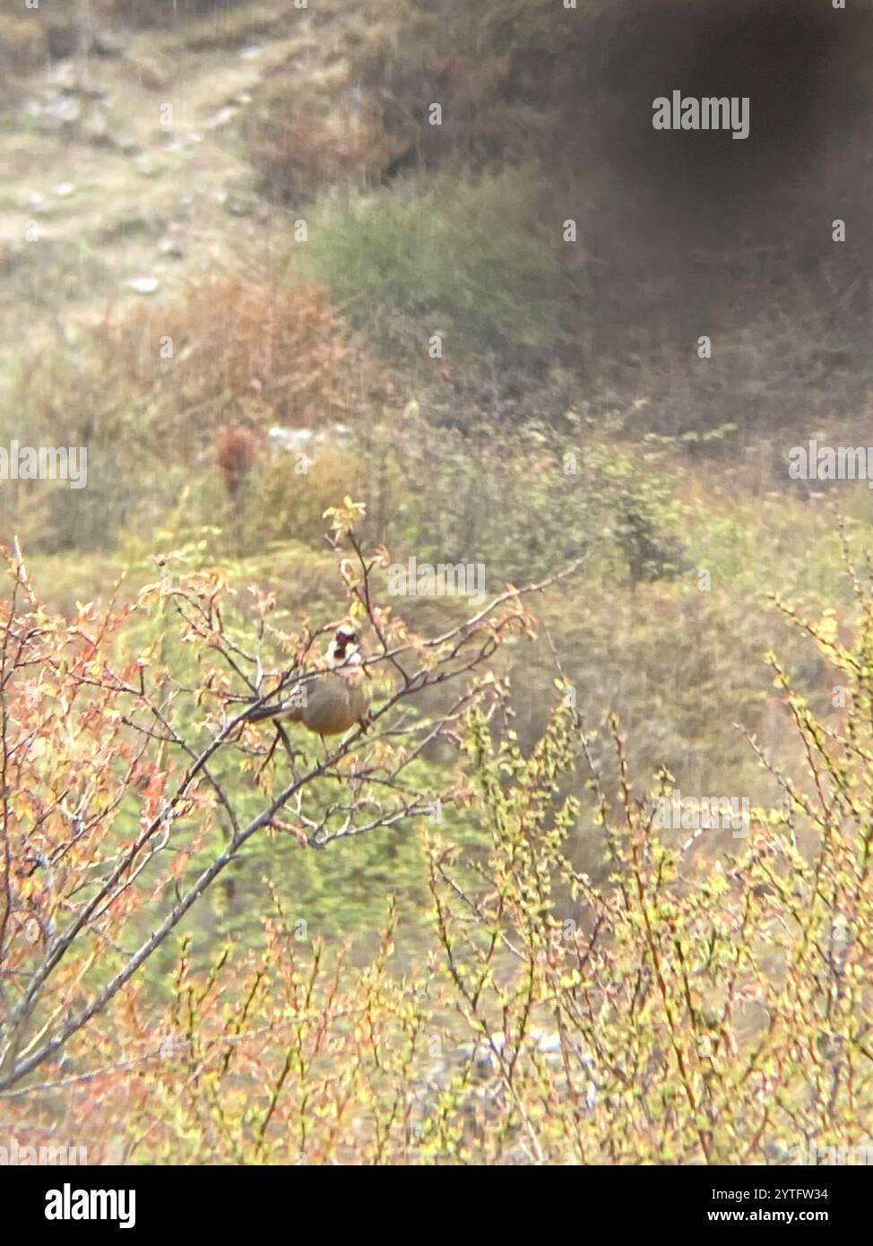 Variegated Laughingthrush (Trochalopteron variegatum Stock Photo - Alamy