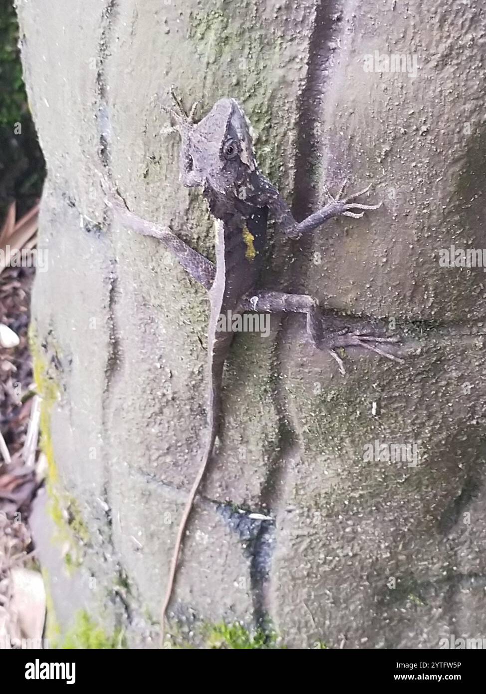 Taiwan Japalure (Diploderma swinhonis Stock Photo - Alamy