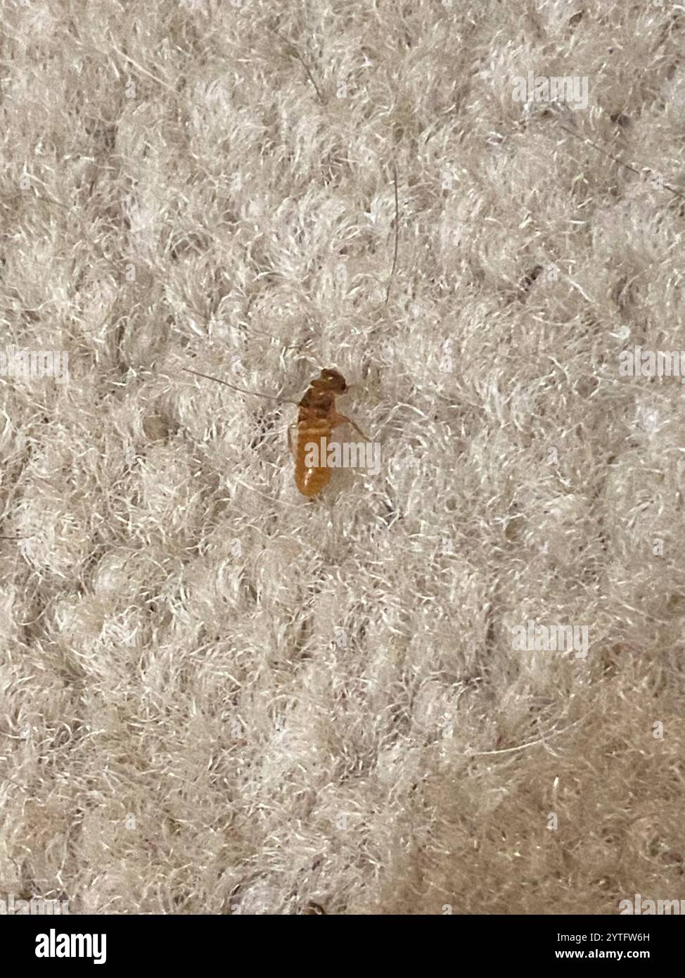 Formosan subterranean termite (Coptotermes formosanus Stock Photo - Alamy