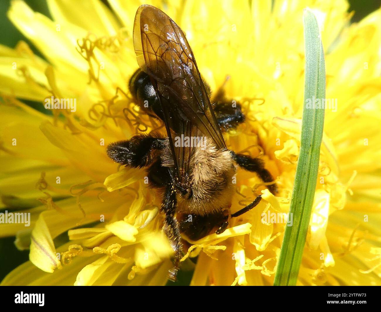 Mining Bees (Andrena Stock Photo - Alamy