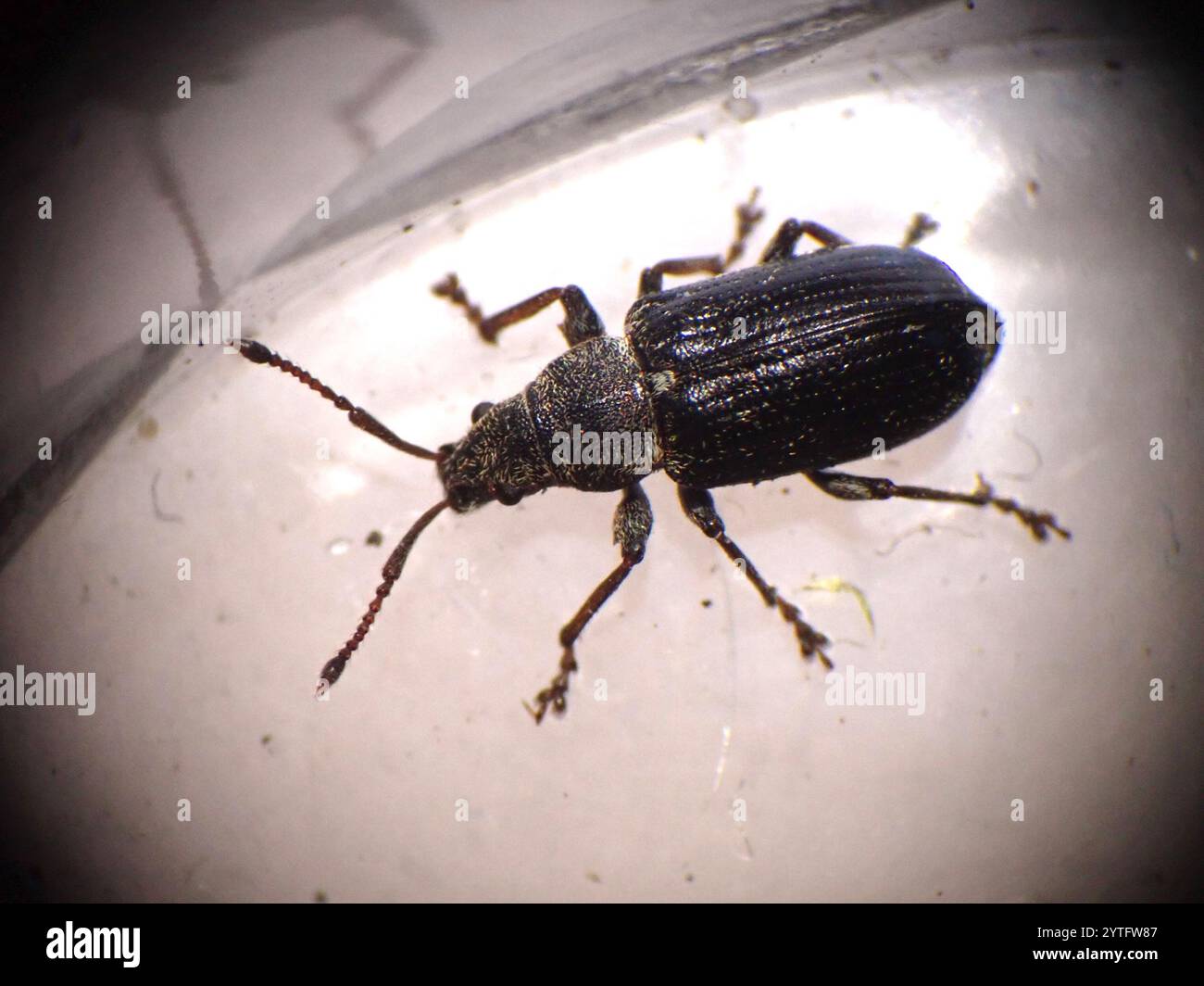 Common Leaf Weevil (Phyllobius pyri Stock Photo - Alamy