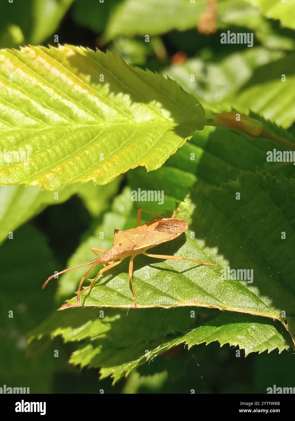 Box Bug (Gonocerus acuteangulatus Stock Photo - Alamy