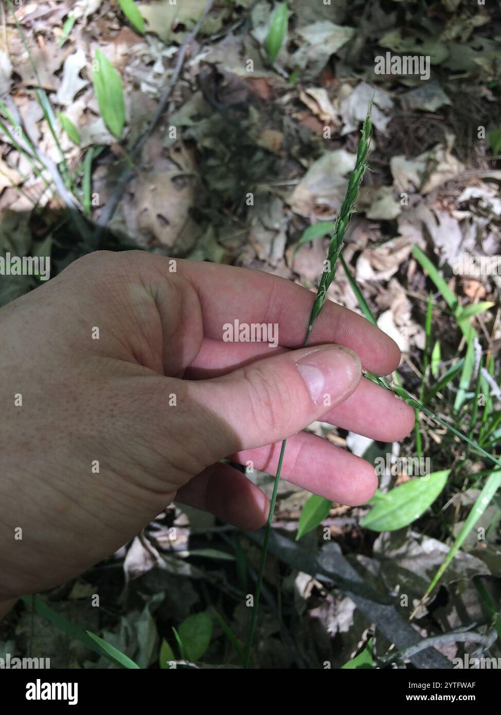 White-grained Mountain-ricegrass (Oryzopsis asperifolia Stock Photo - Alamy