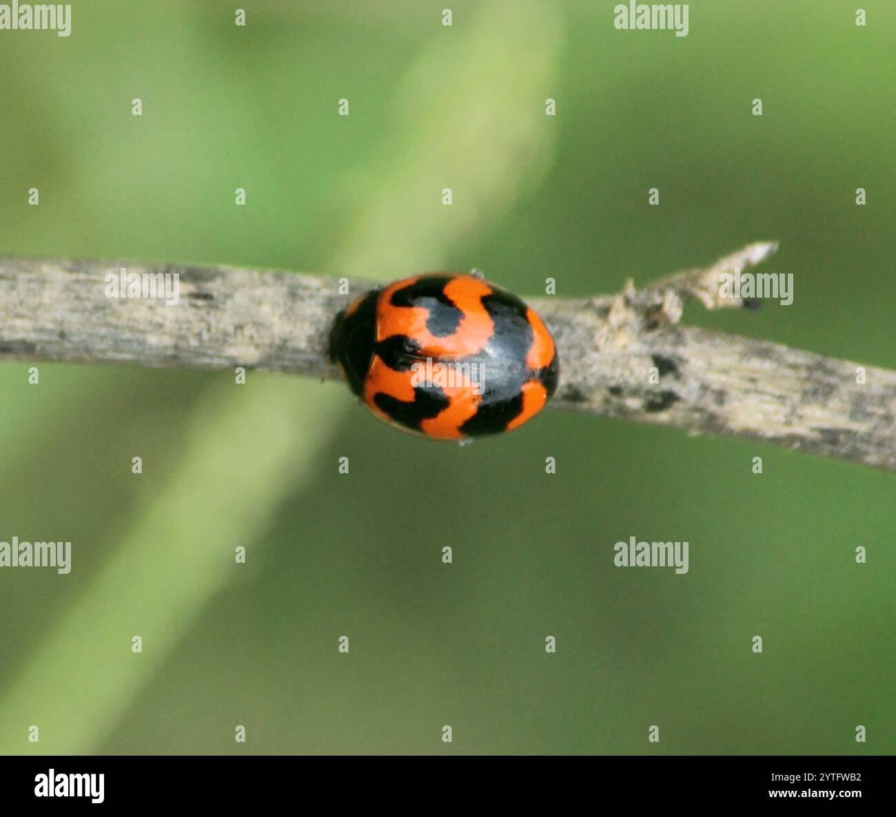 Small Transverse Ladybird Beetle (Coccinella transversalis Stock Photo ...