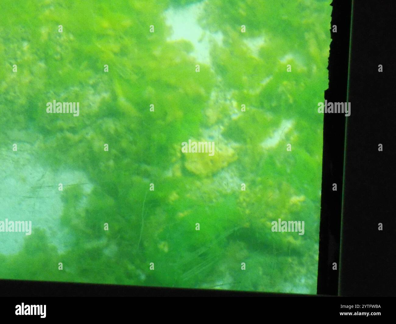 Chlorophycean green algae (Chlorophyceae Stock Photo - Alamy