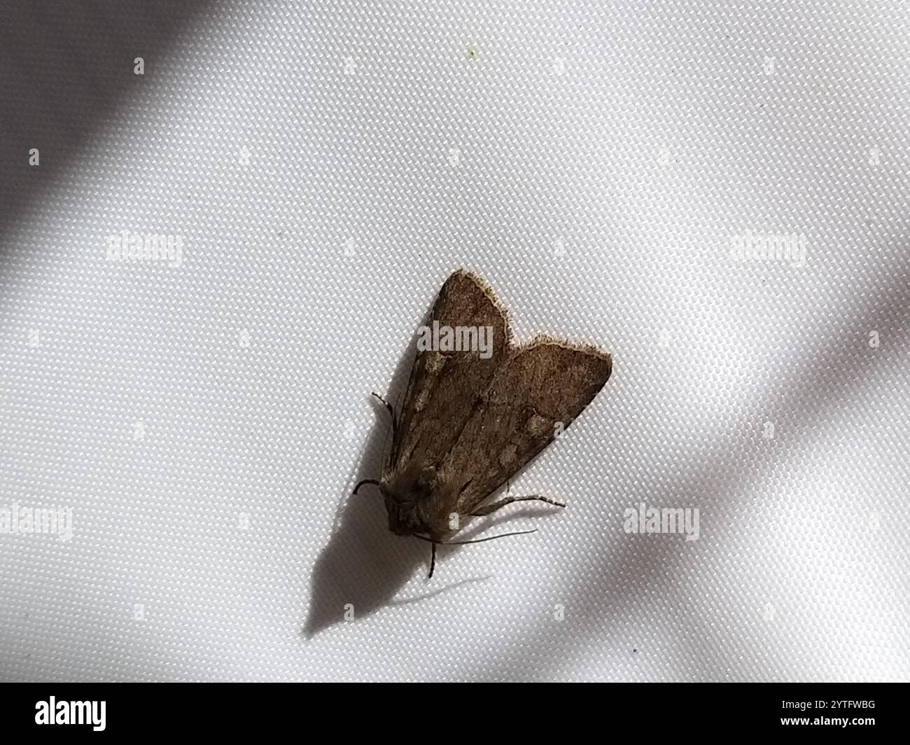 Sordens hi-res stock photography and images - Alamy