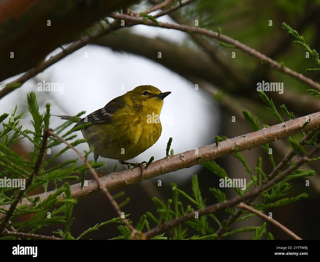 Pine Warbler (Setophaga pinus Stock Photo - Alamy
