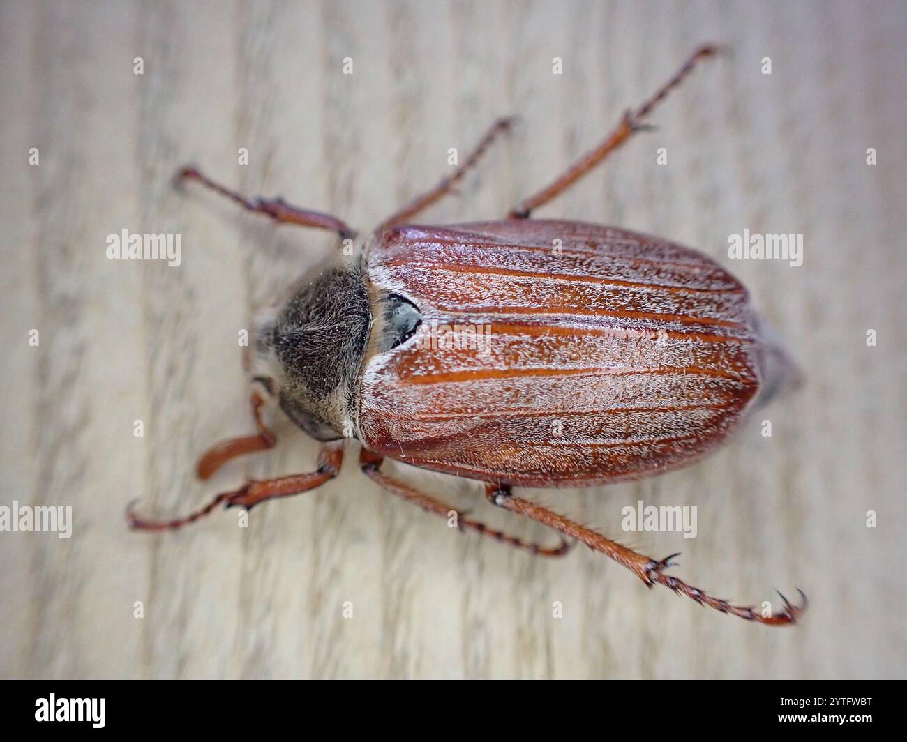 Common Cockchafer (Melolontha melolontha Stock Photo - Alamy