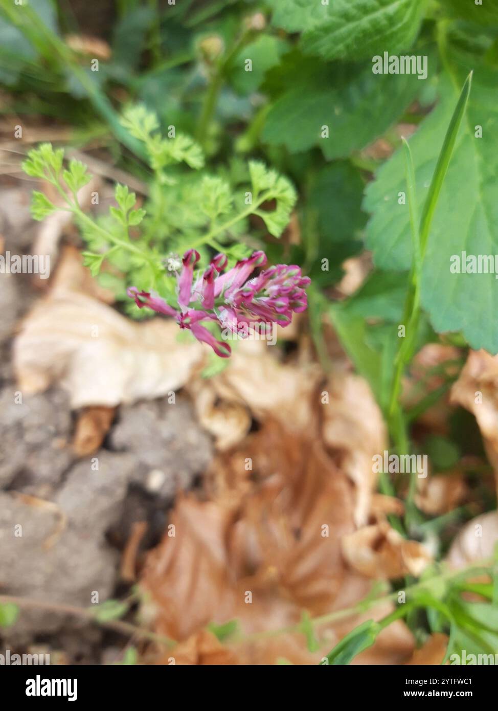 Common Fumitory (Fumaria officinalis Stock Photo - Alamy
