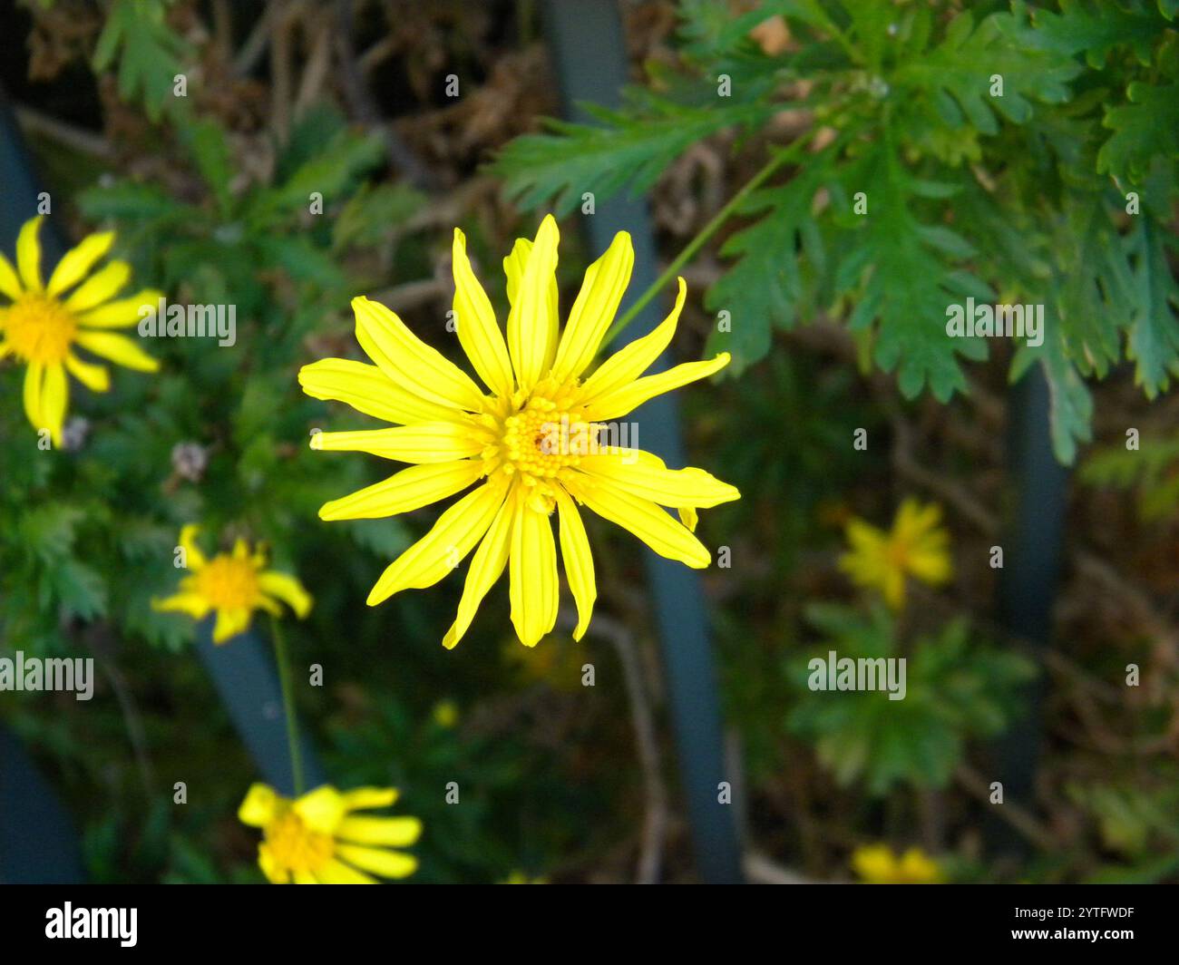 Paris Daisy (Euryops chrysanthemoides Stock Photo - Alamy