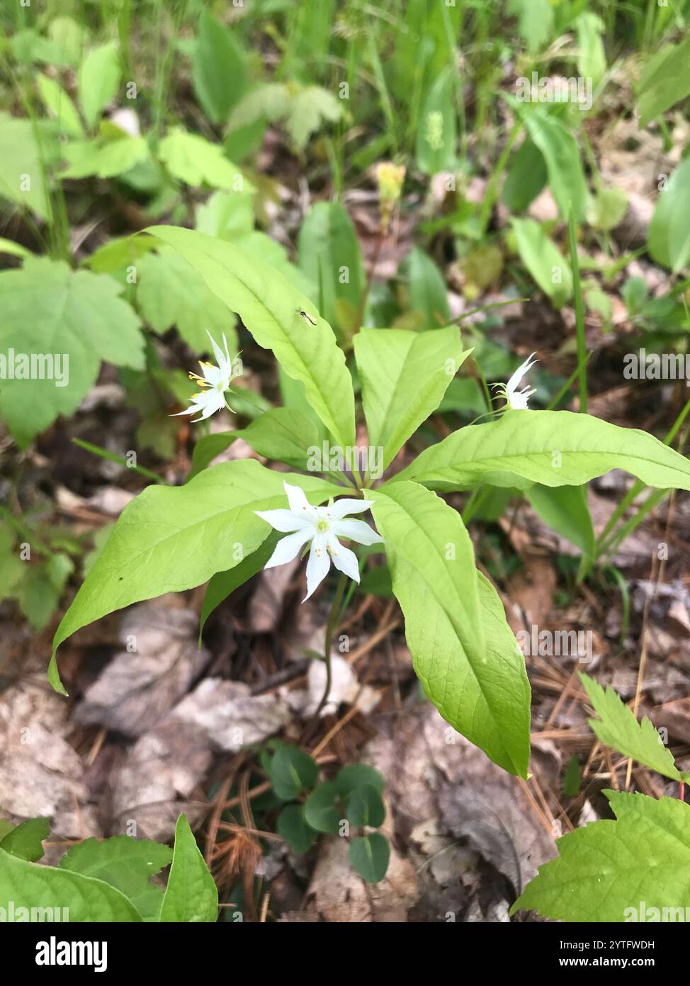 northern starflower (Lysimachia borealis Stock Photo - Alamy