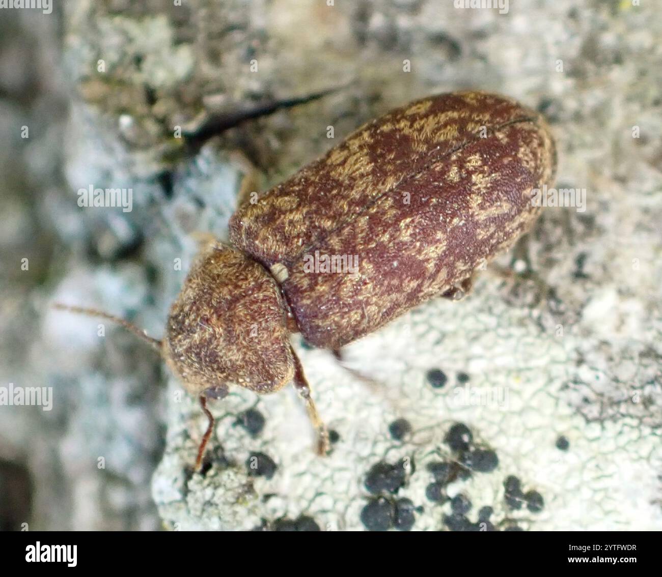 Deathwatch beetle hi-res stock photography and images - Alamy