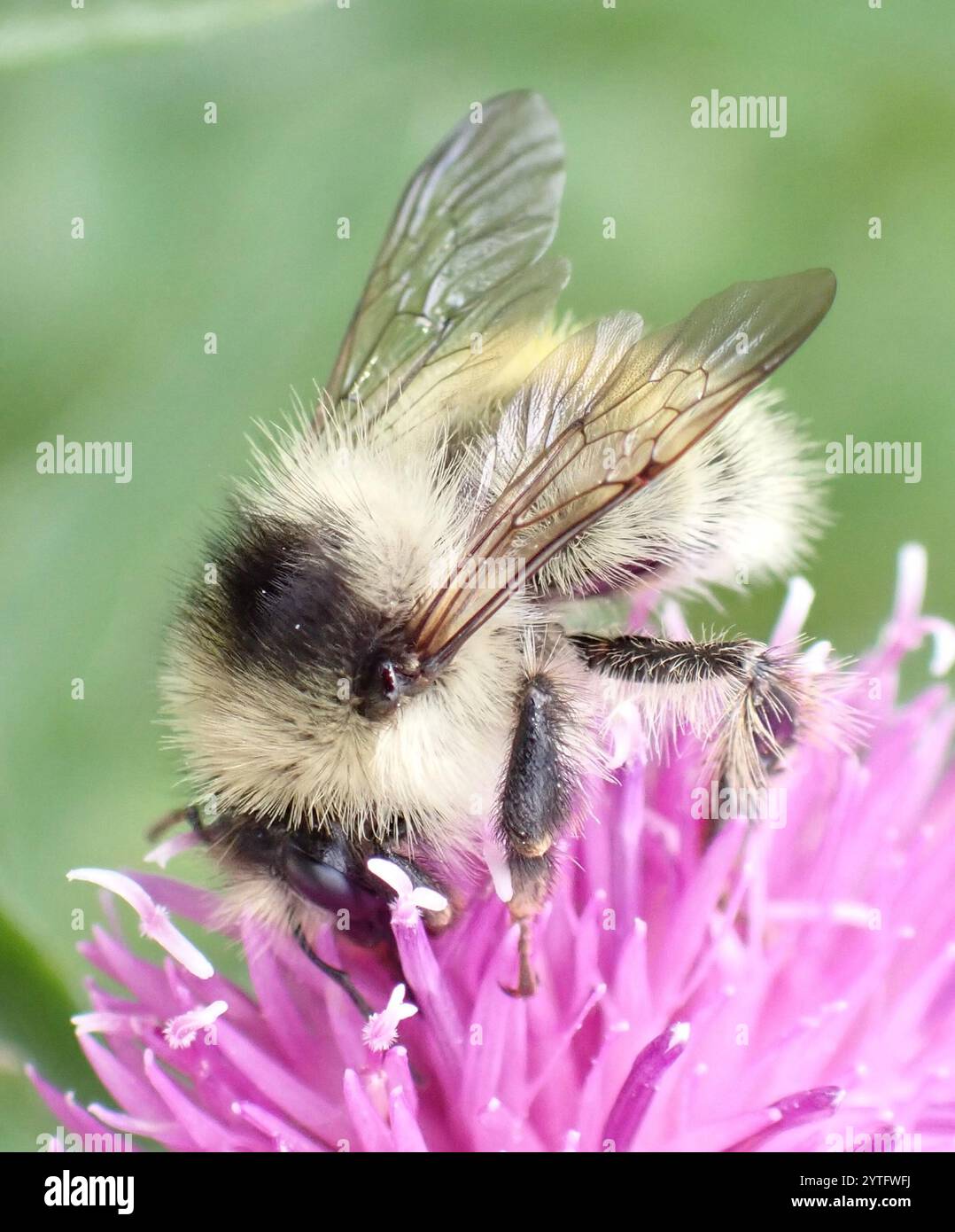 Sand-coloured Carder Bumble Bee (Bombus veteranus Stock Photo - Alamy