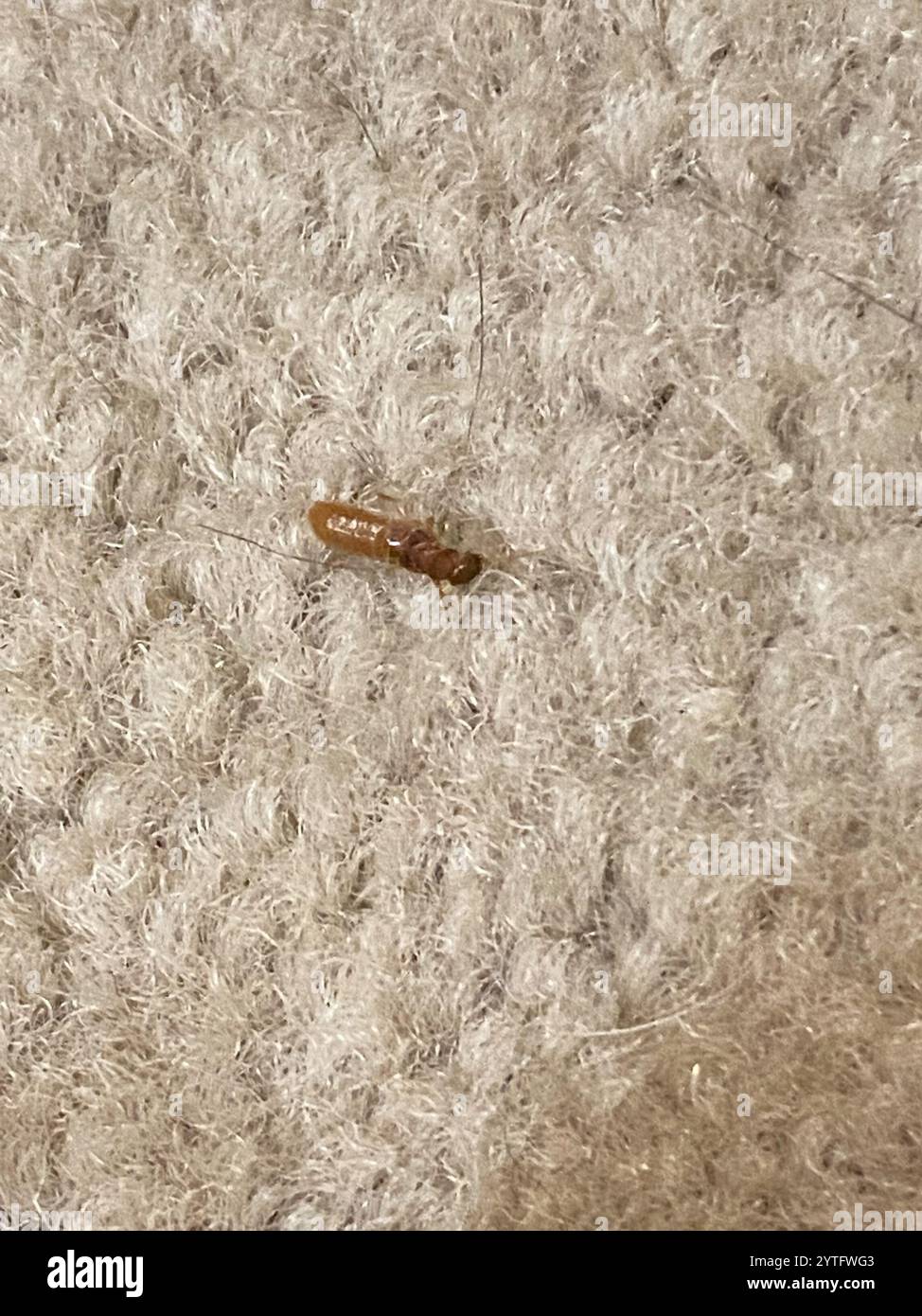 Formosan subterranean termite (Coptotermes formosanus Stock Photo - Alamy