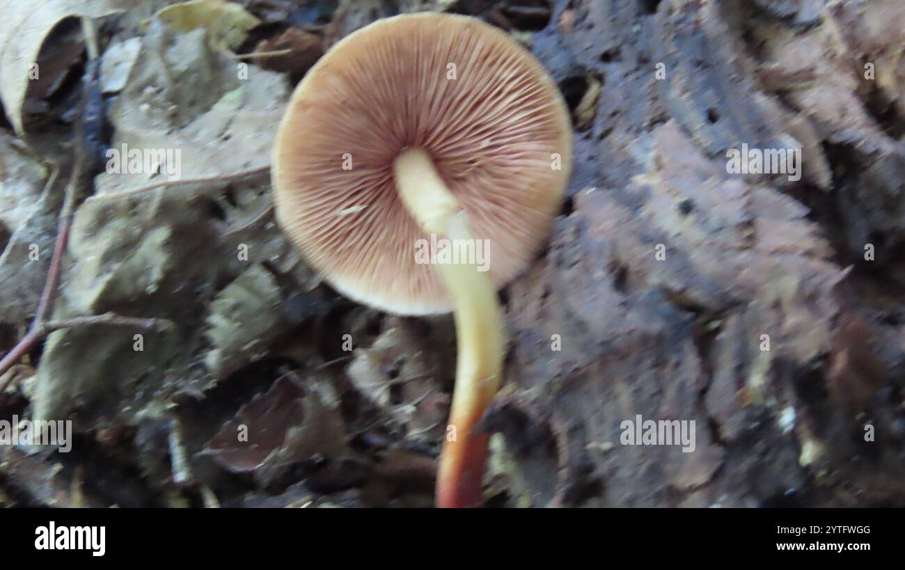 clustered bonnet (Mycena inclinata Stock Photo - Alamy