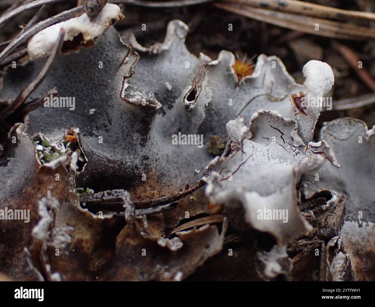 membranous pelt lichen (Peltigera membranacea Stock Photo - Alamy