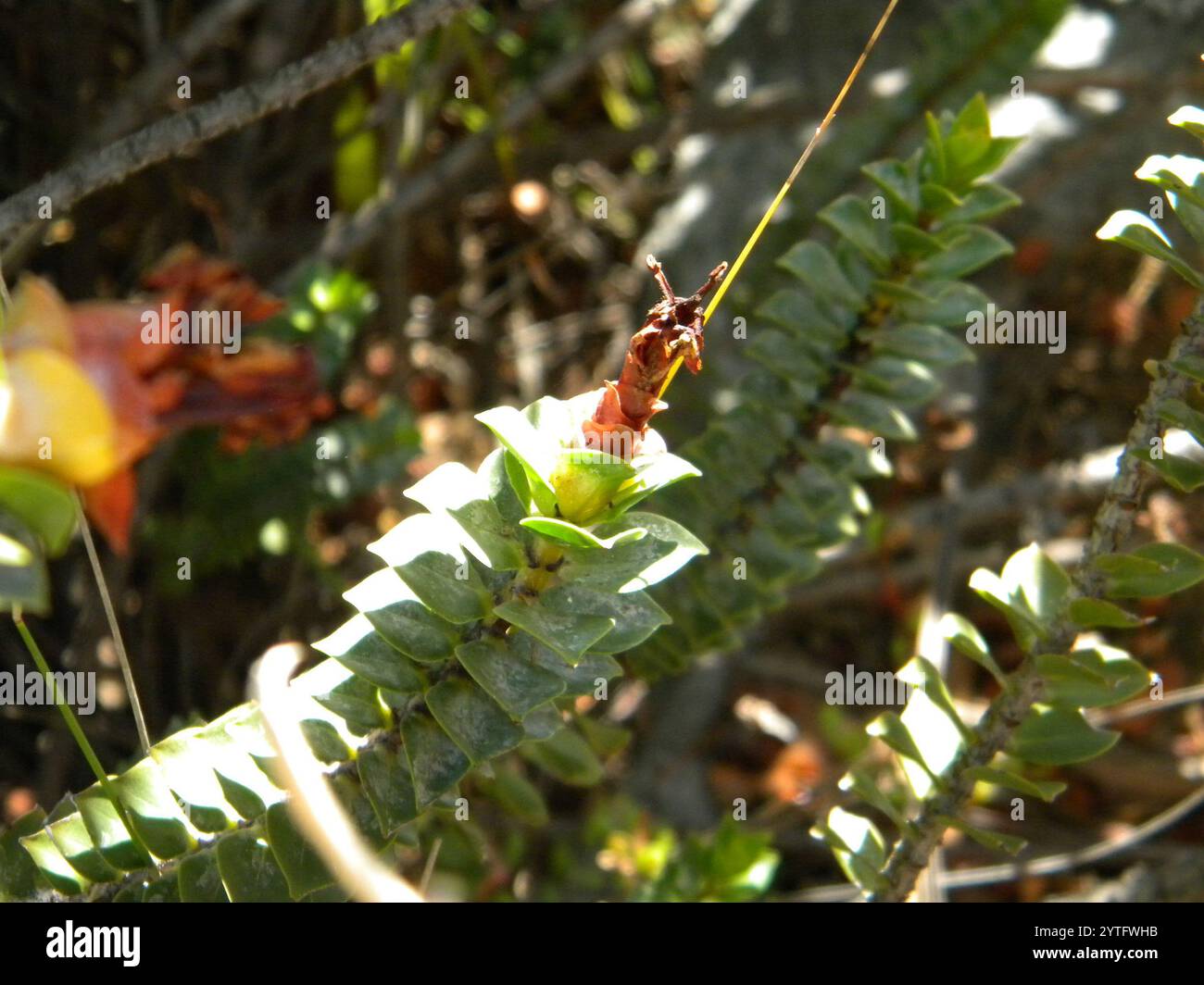 Salter (Saltera sarcocolla Stock Photo - Alamy